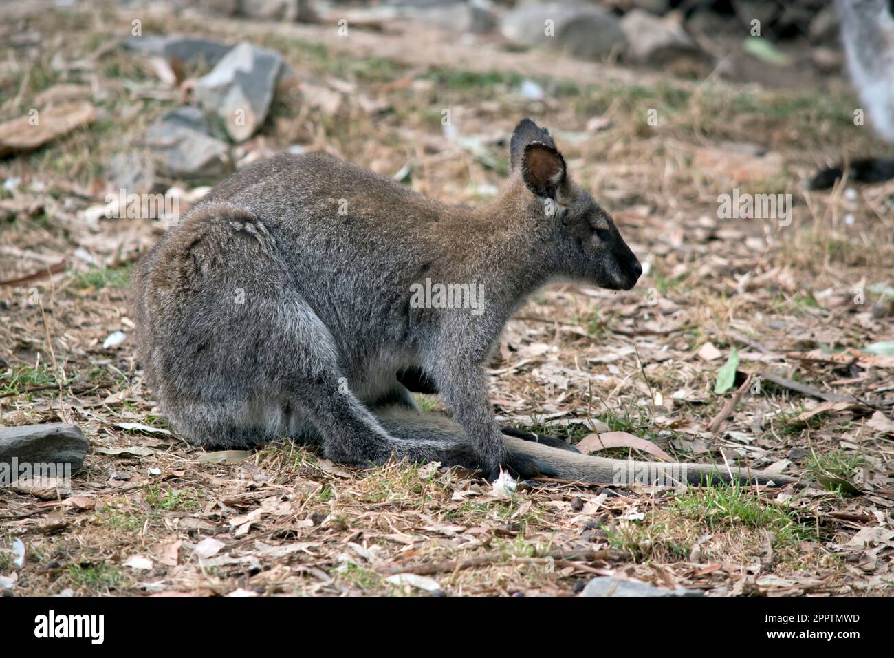 The Bennett's wallaby has mostly tawny gray fur, with a white chest and belly, and a dark brown ...