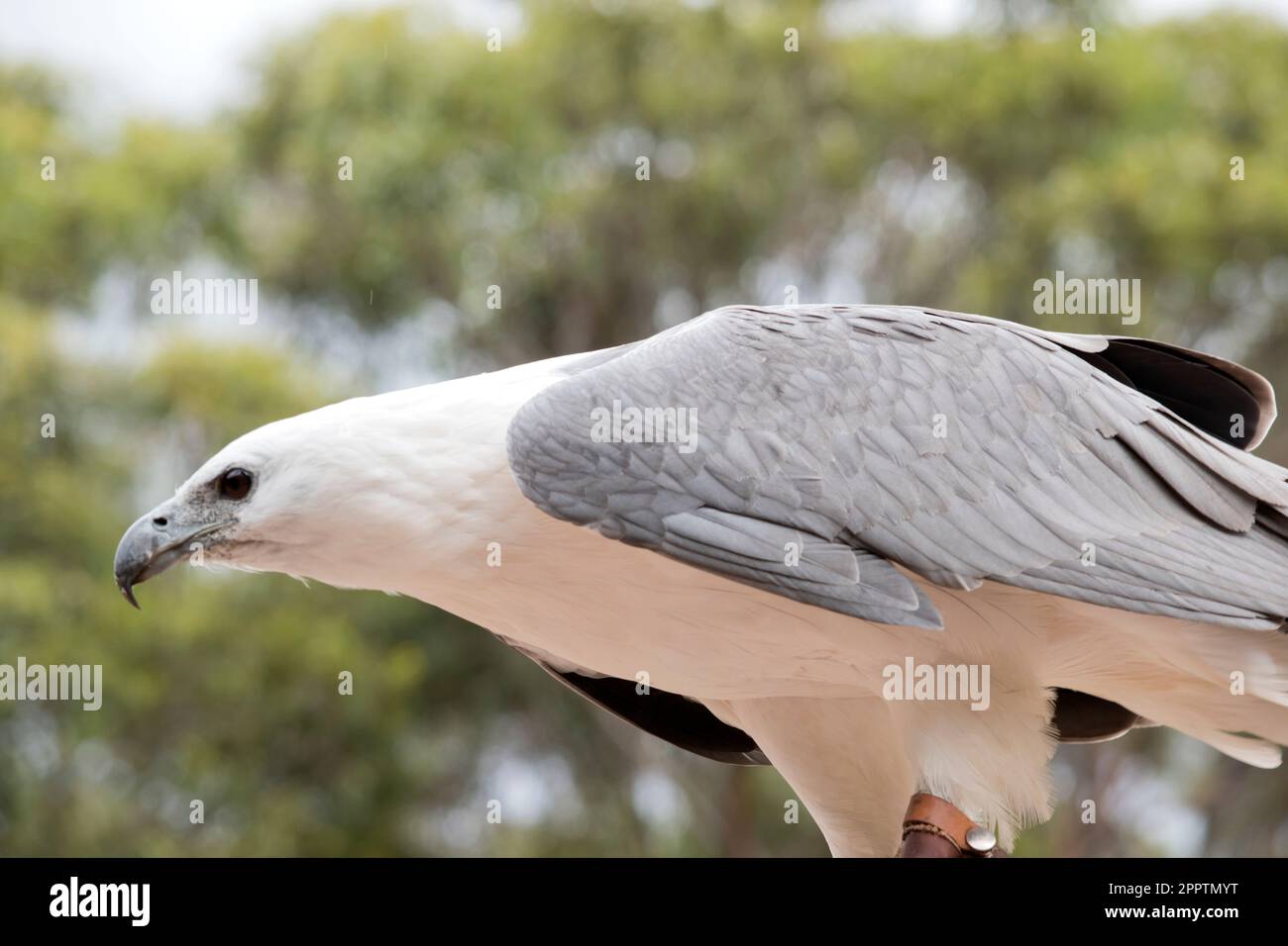 the sea eagle is a large raptor with a white body and grey wings and ...