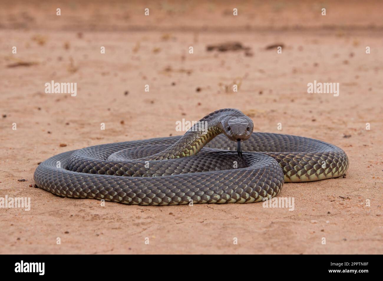 Australian Highly venomous Mulga or King Brown Snake Stock Photo - Alamy