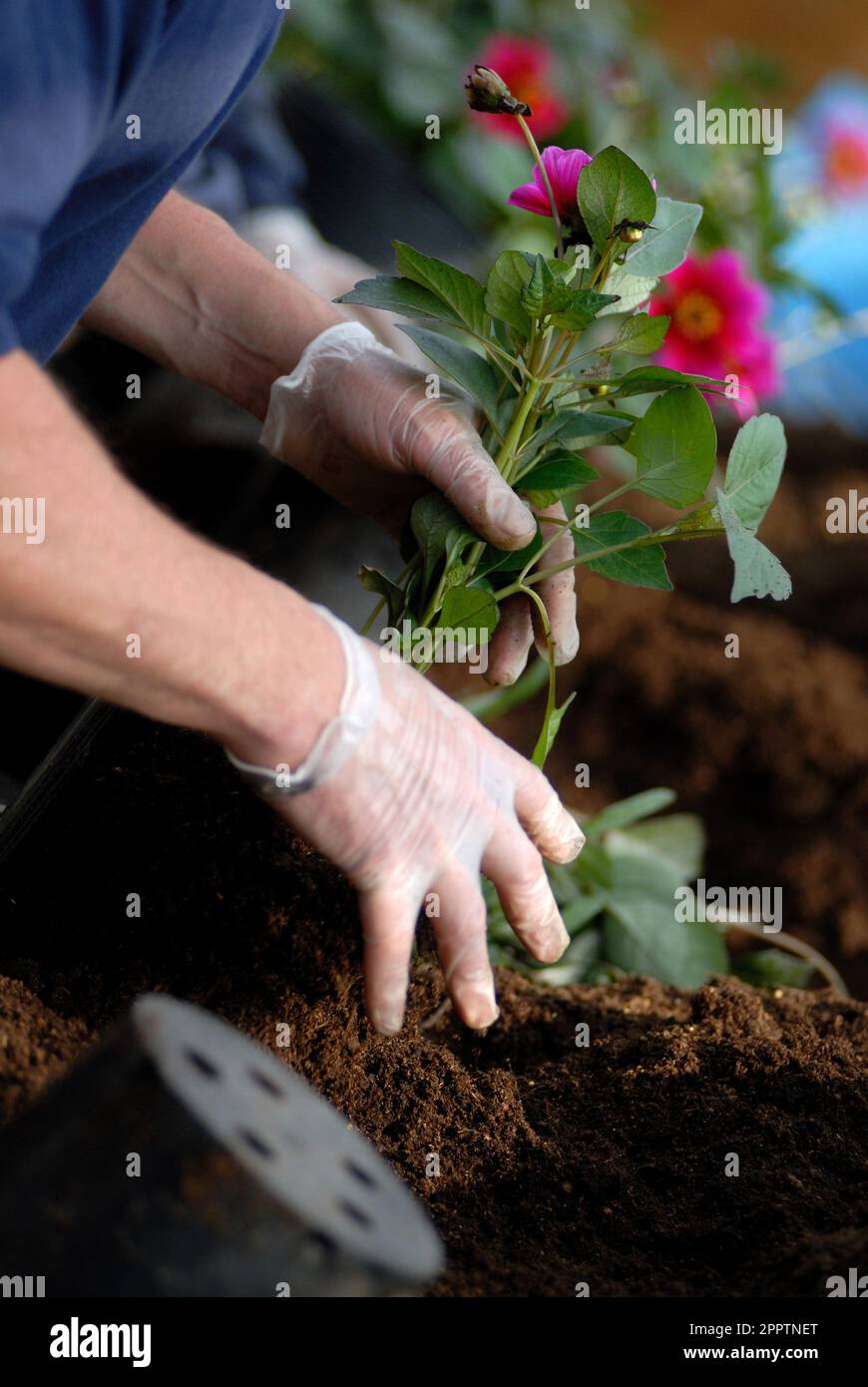 Council gardener hi-res stock photography and images - Alamy