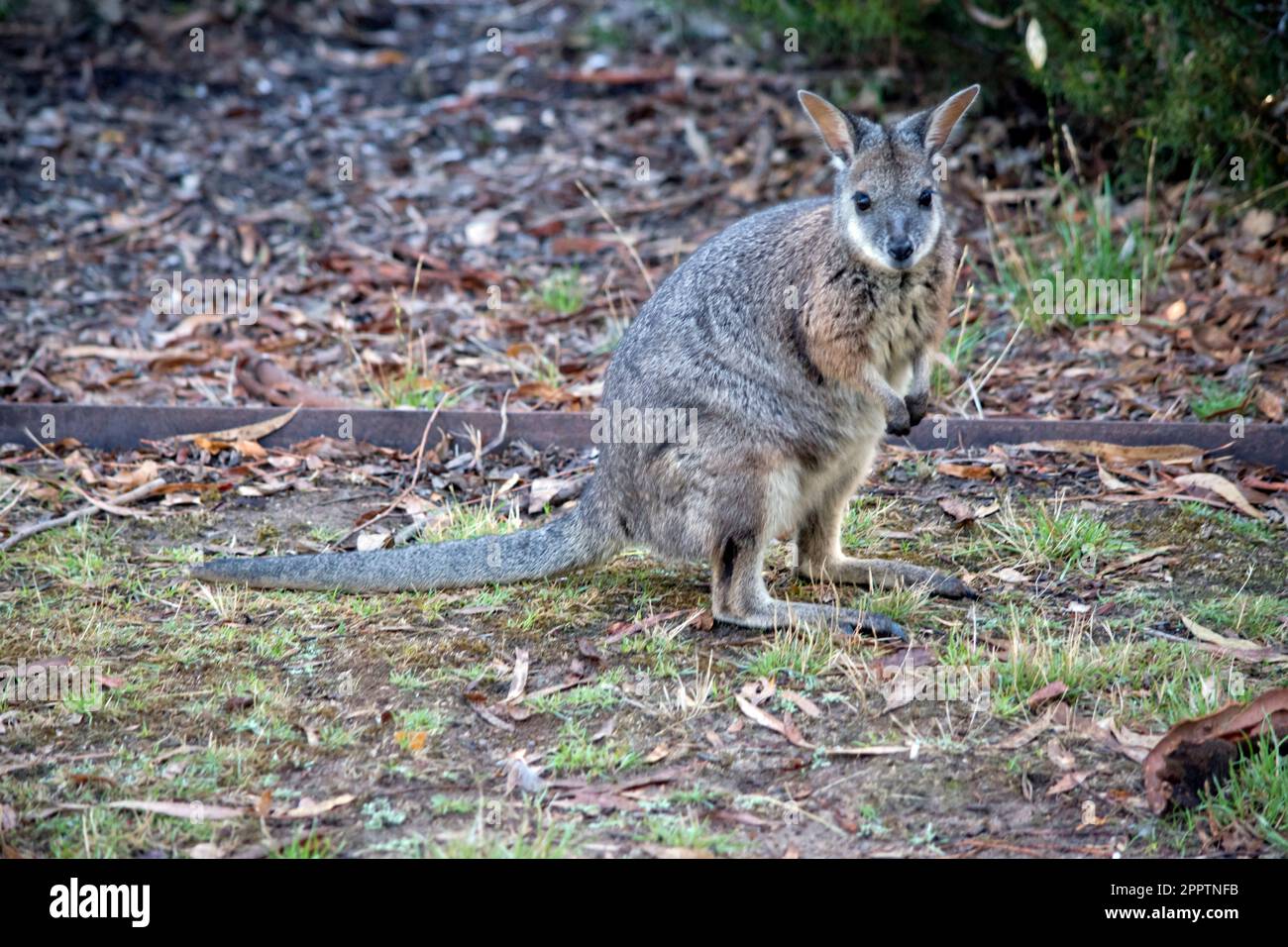 the tammar wallaby has dark greyish upperparts with a paler underside ...