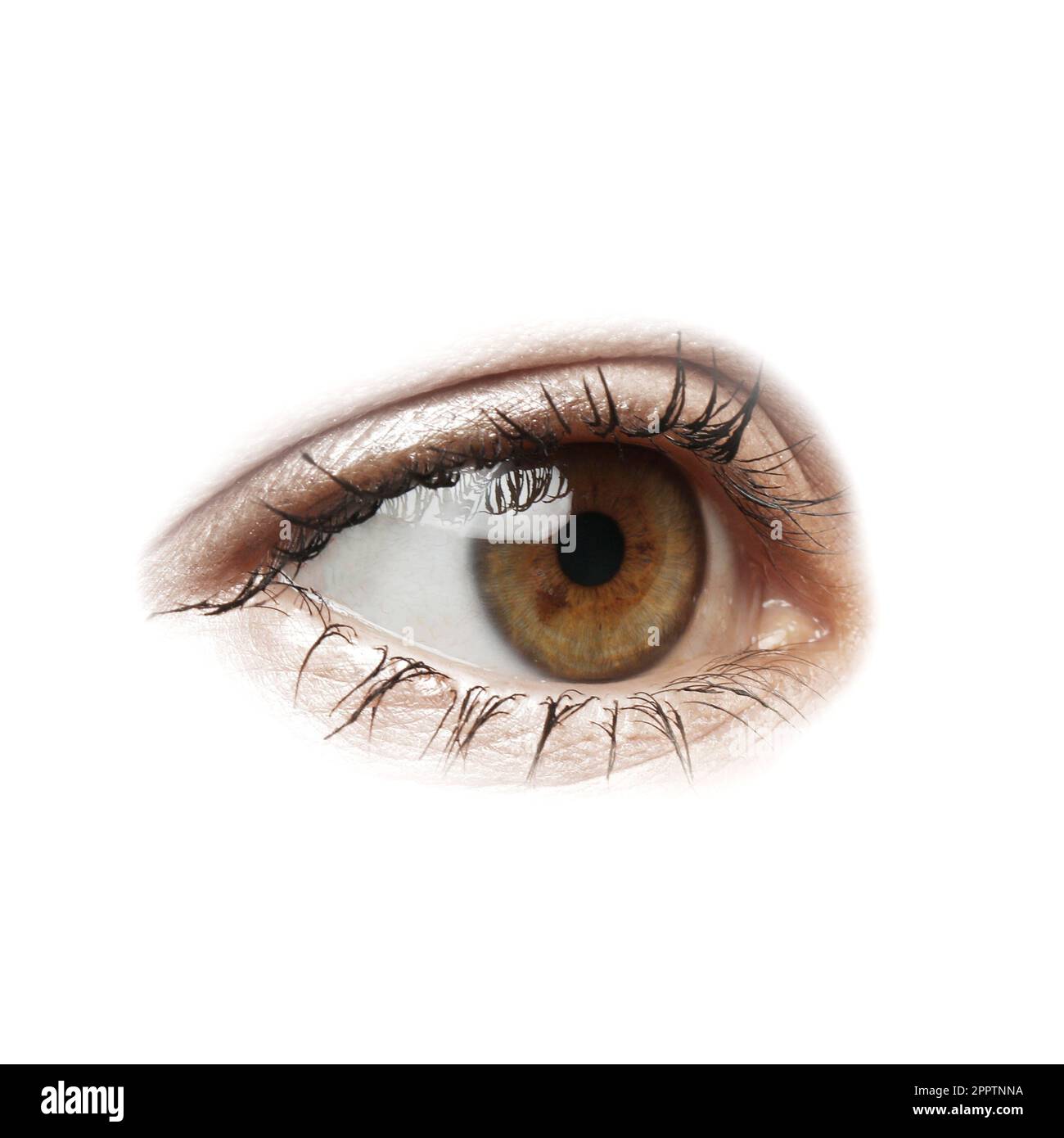 Closeup beautiful female eyes Cut Out Stock Images & Pictures - Alamy