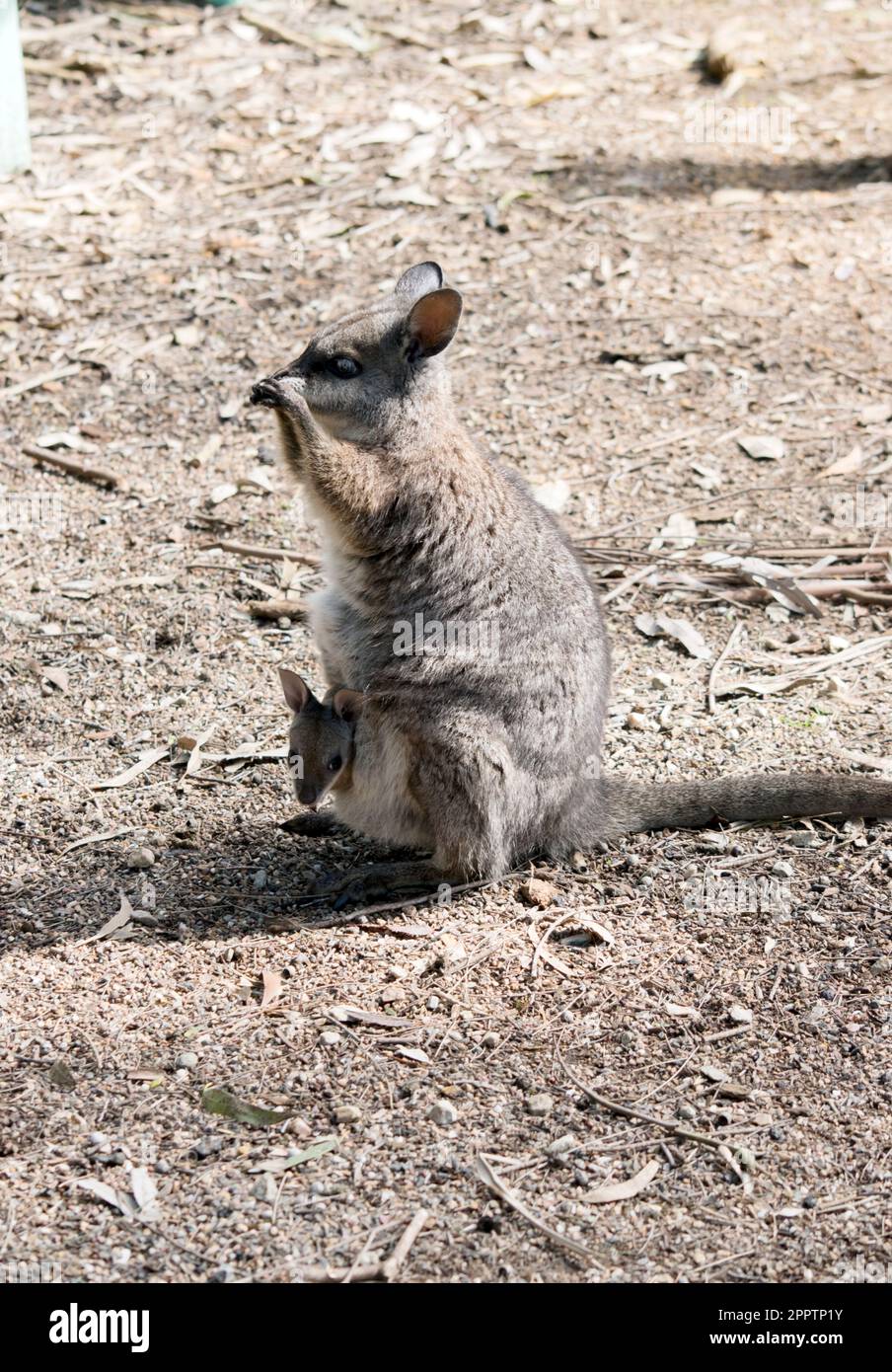 the tammar wallaby is a small marsupial with a grey coat and tan arms ...