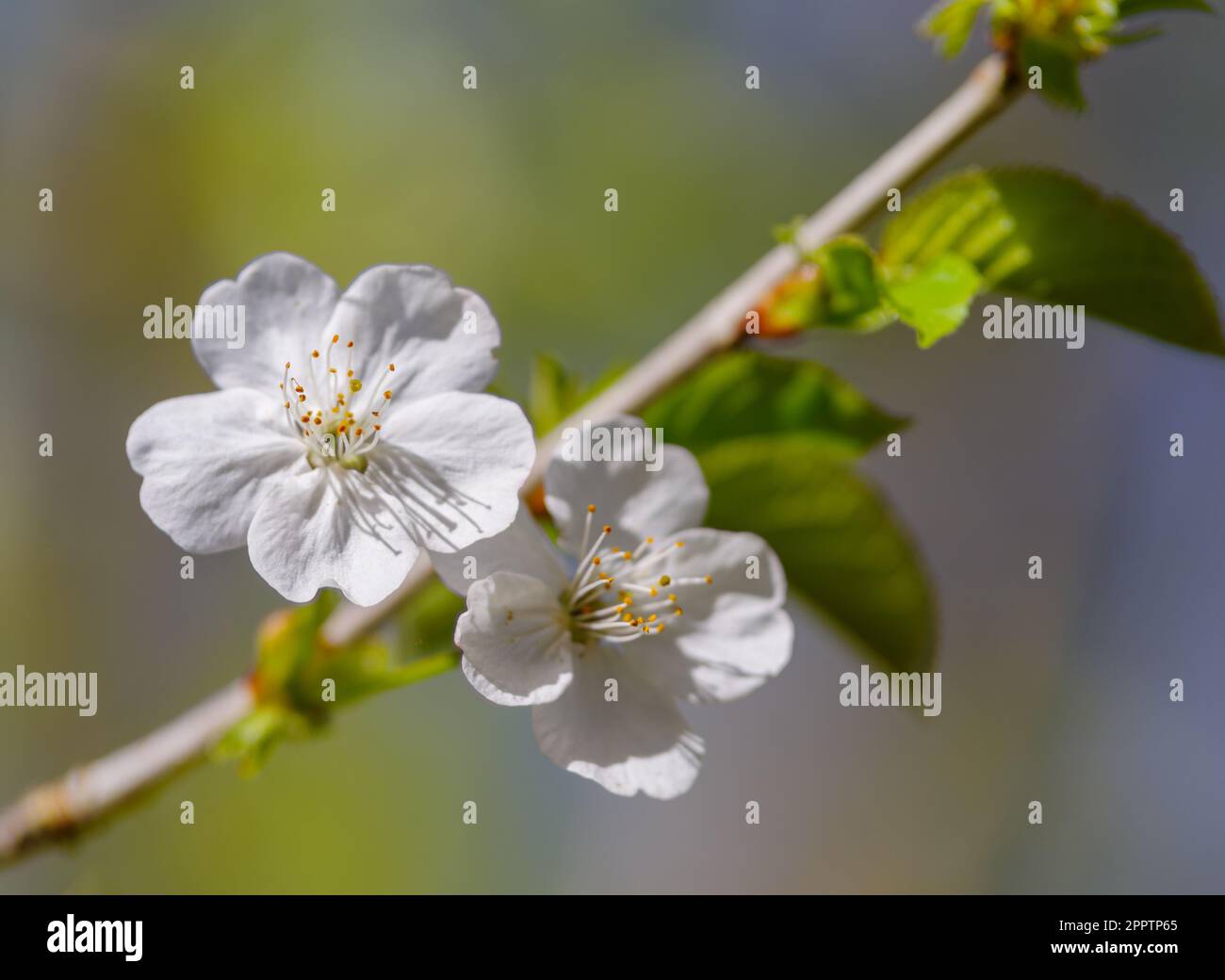 Beautiful white fruit tree hi-res stock photography and images - Alamy