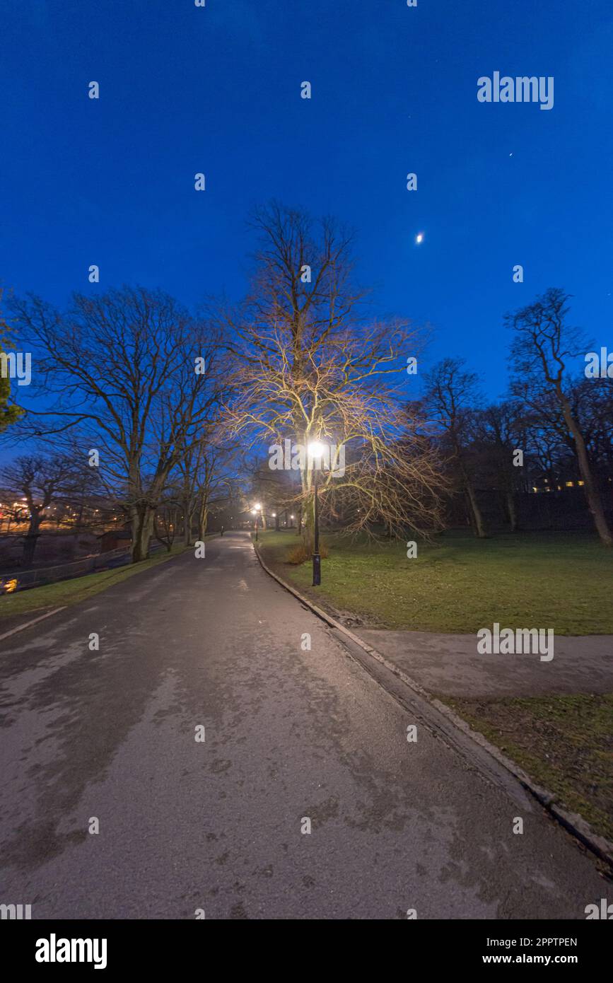 Lamp post by a tree in a park at night Stock Photo - Alamy