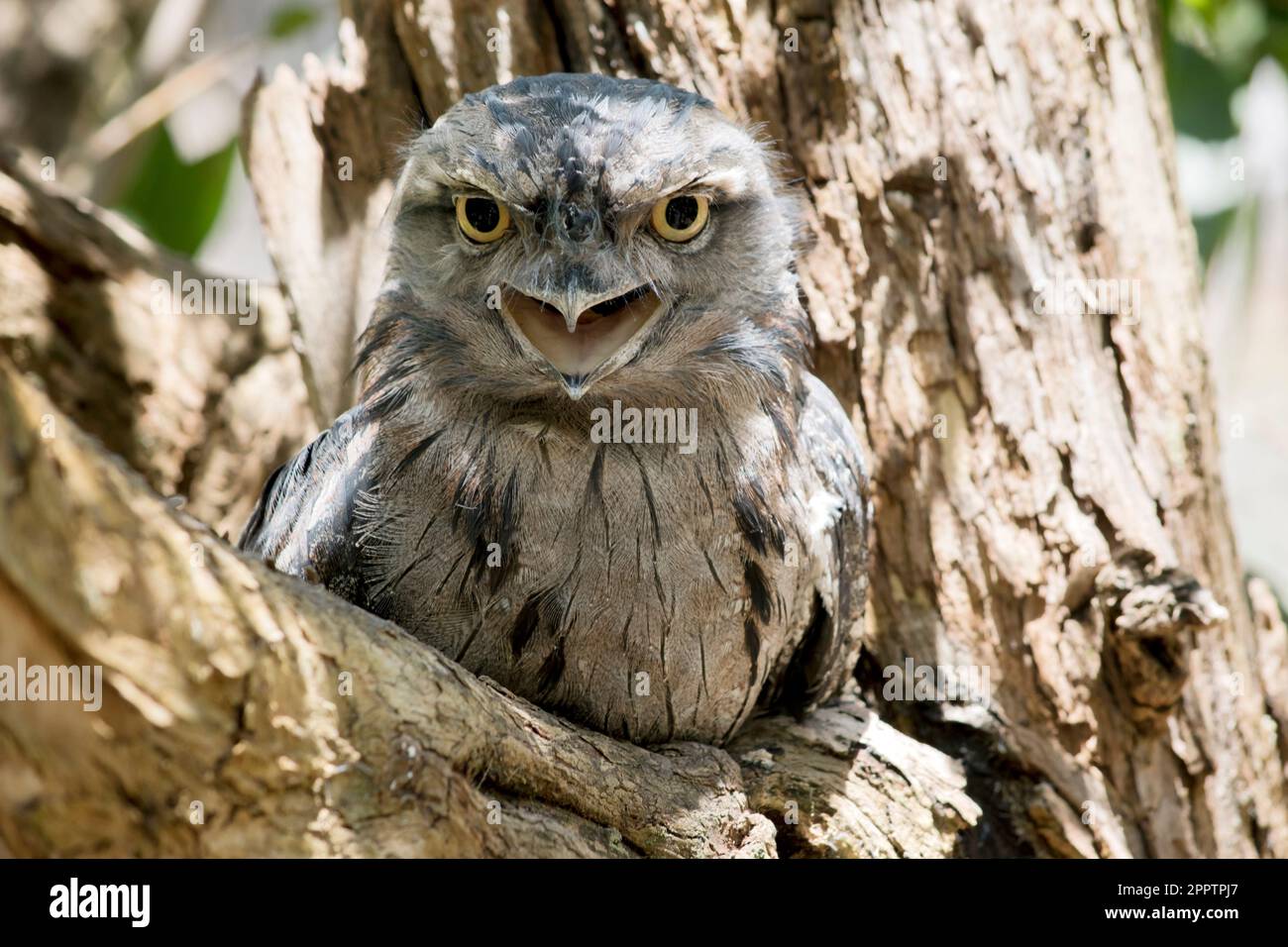 Frogmouth Owl Black Eyes