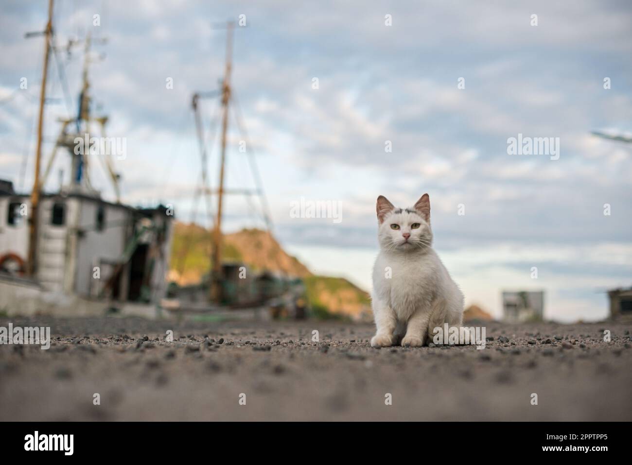 Concerned cat hi-res stock photography and images - Alamy