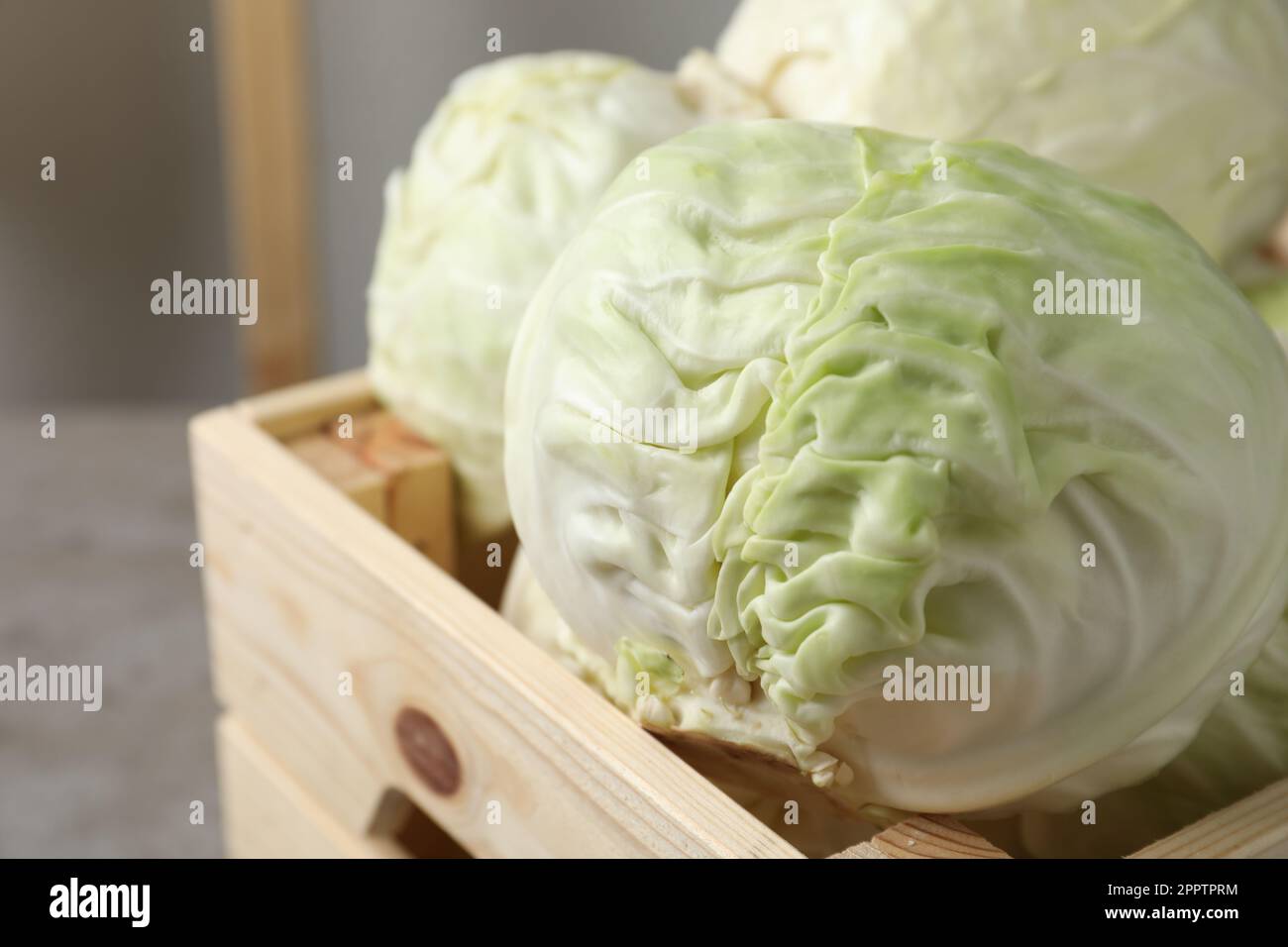 Dutch cabbages hi-res stock photography and images - Alamy