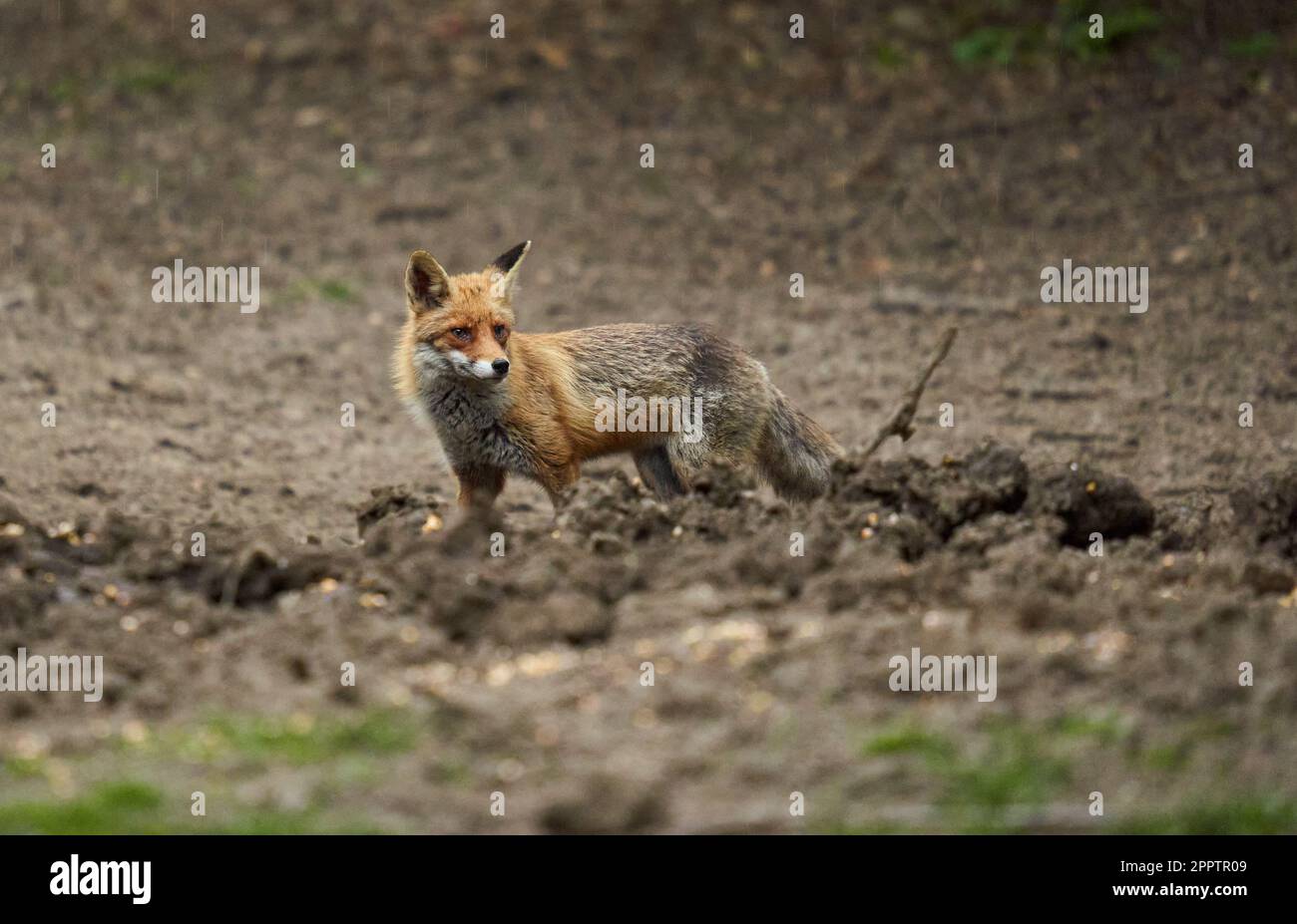 Adult male fox in the forest checking surroundings Stock Photo - Alamy