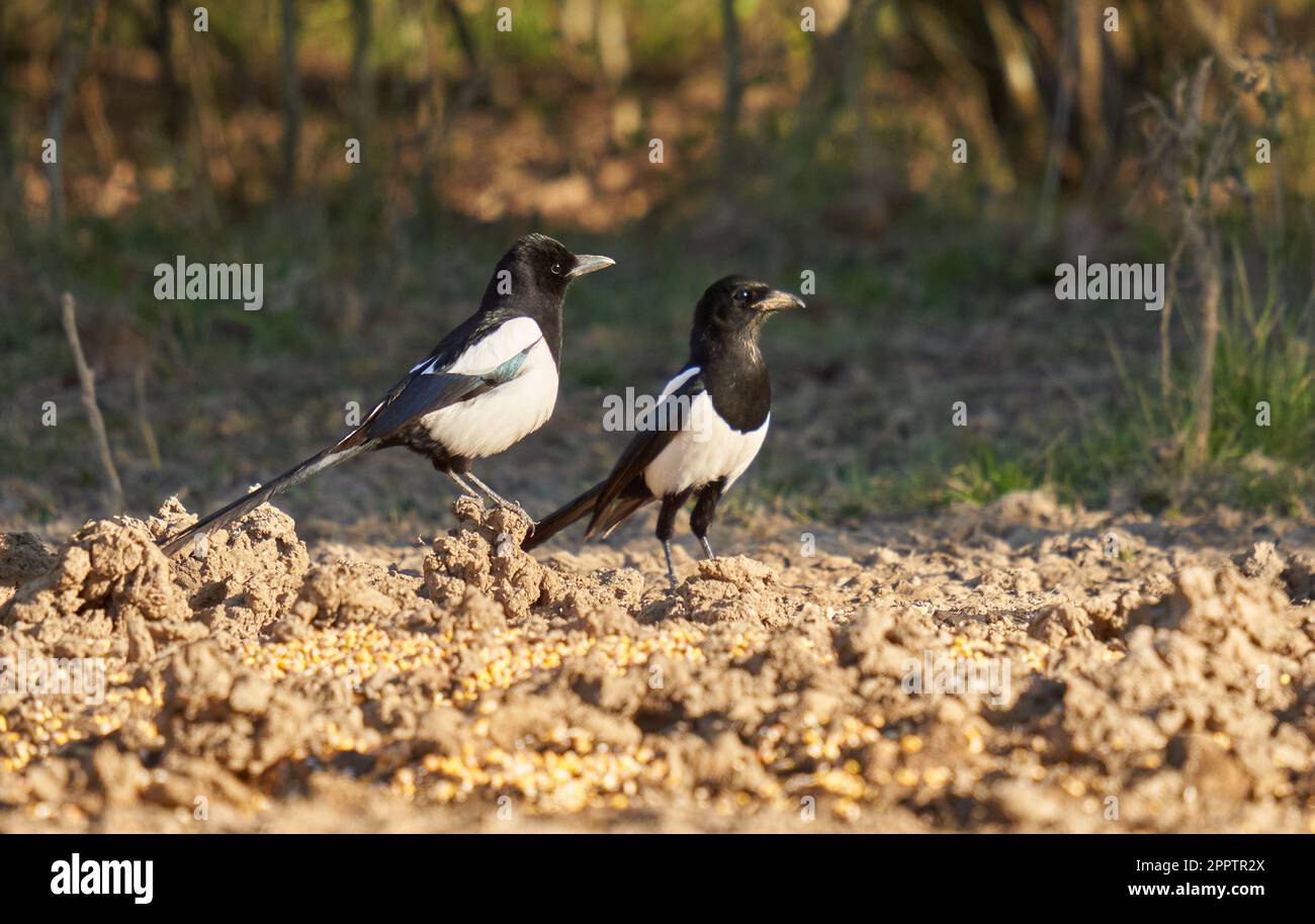 Two magpies on the ground by the forest Stock Photo - Alamy