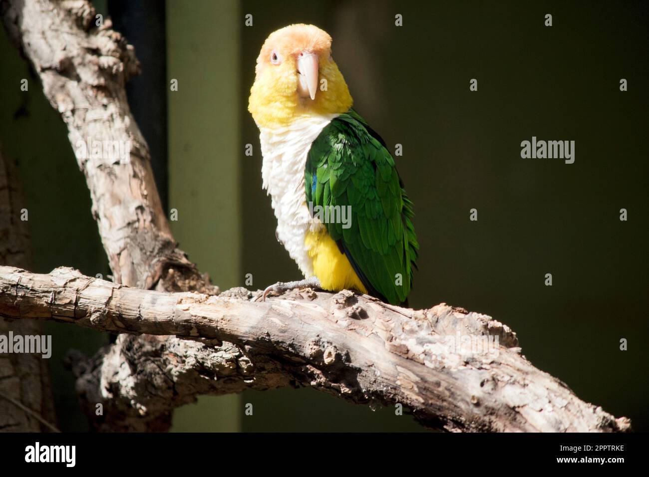 White bellied caique have an orange head or yellow cheeks, cream bill ...