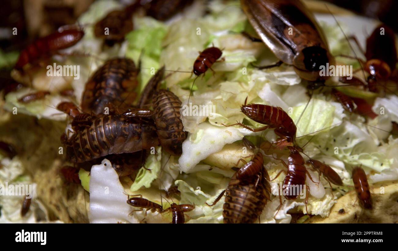 A group of cockroaches of different species big and small eat food ...