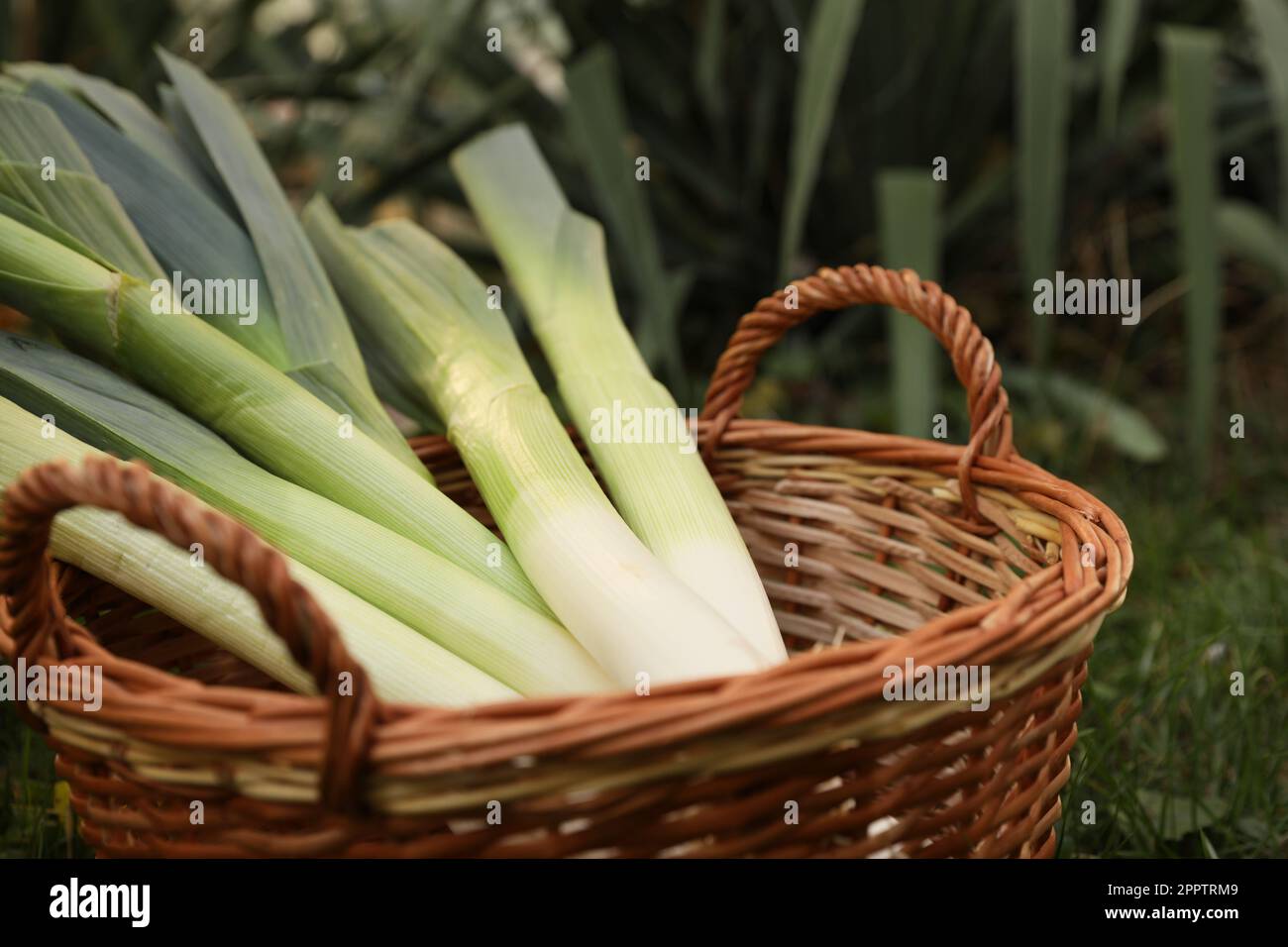 Fresh raw leeks in wicker basket outdoors, closeup Stock Photo - Alamy