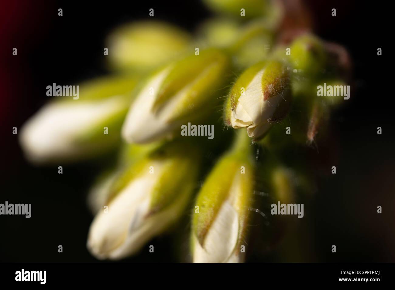 A closeup of the buds of a white flowering plant on the black ...