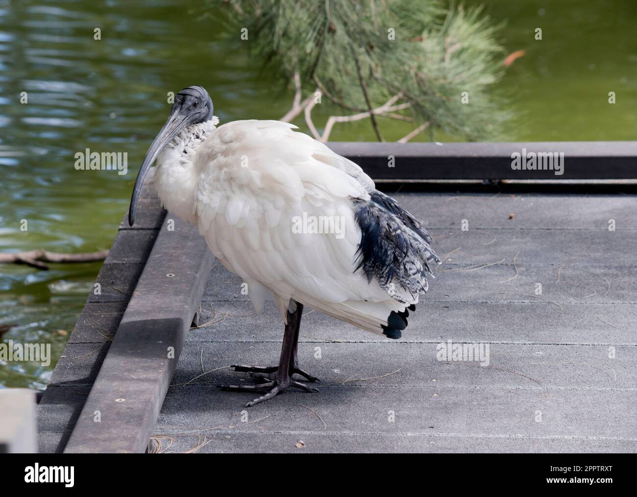 Featherless birds hi-res stock photography and images - Alamy