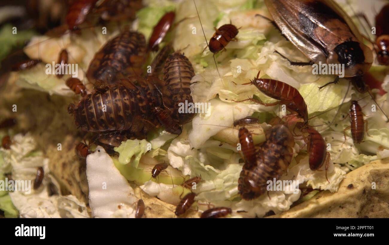 A group of cockroaches of different species big and small eat food ...