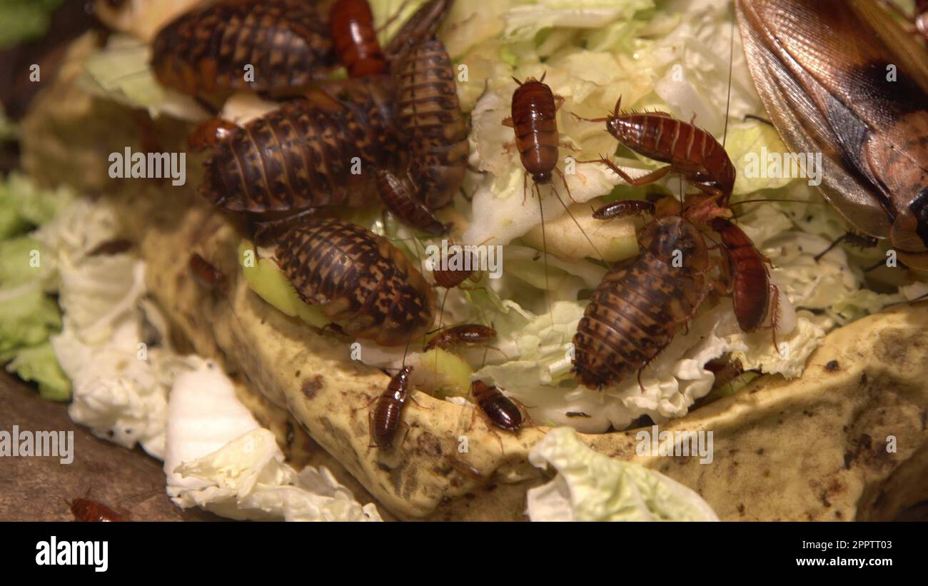 A group of cockroaches of different species big and small eat food ...