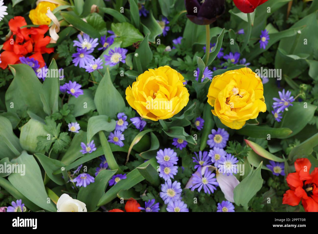 Many different colorful flowers growing outdoors, closeup. Spring ...