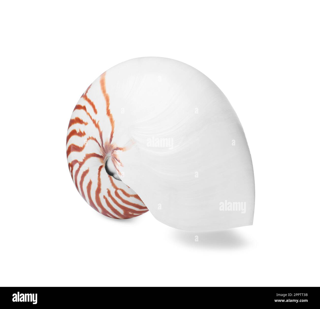 One beautiful nautilus shell isolated on white Stock Photo - Alamy