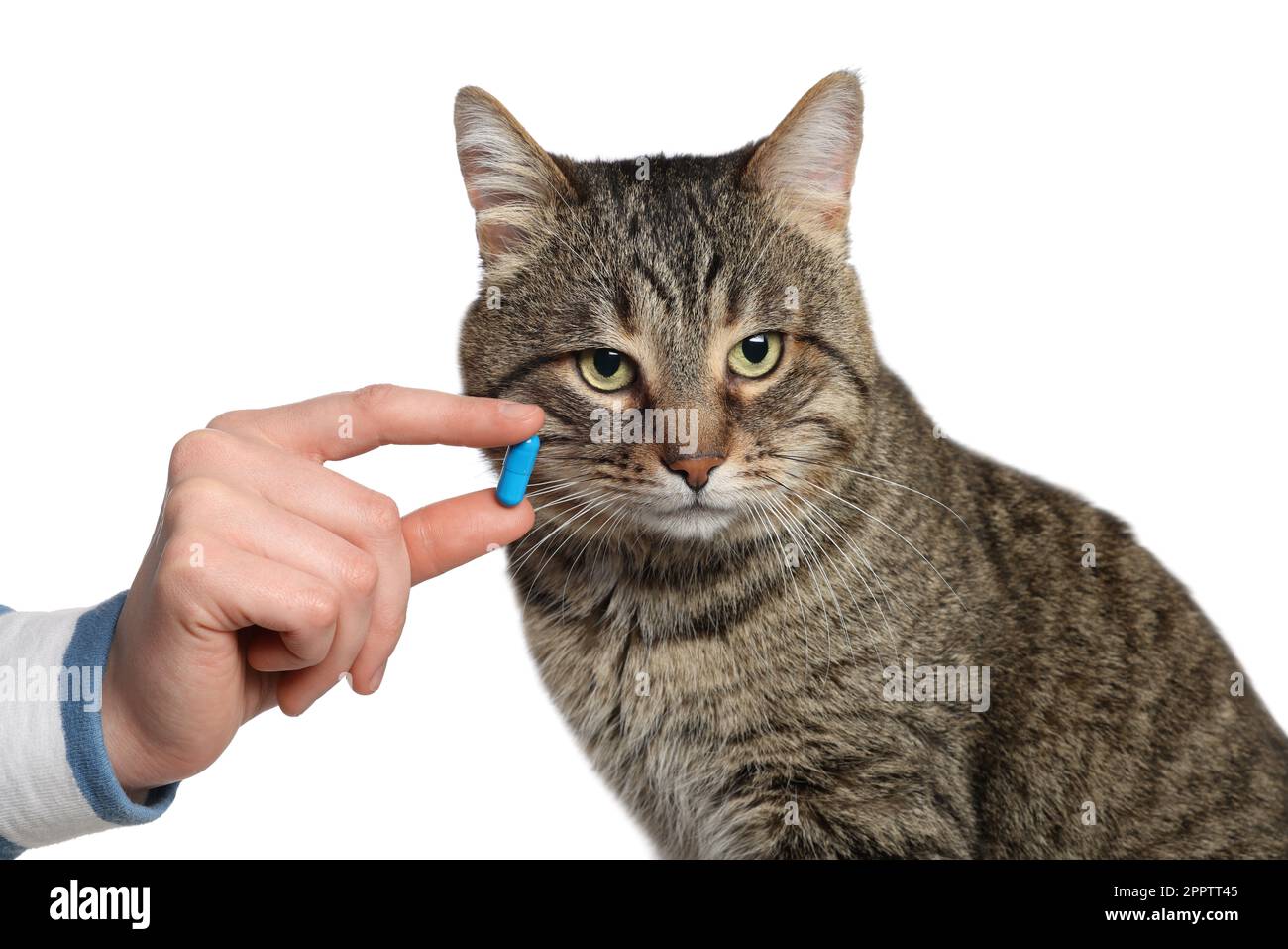 Woman giving blue pill to cute cat on white background, closeup ...