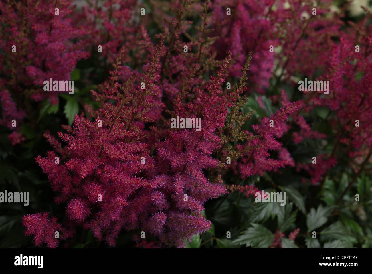 Beautiful blooming Astilbe plant with green leaves, closeup view Stock ...