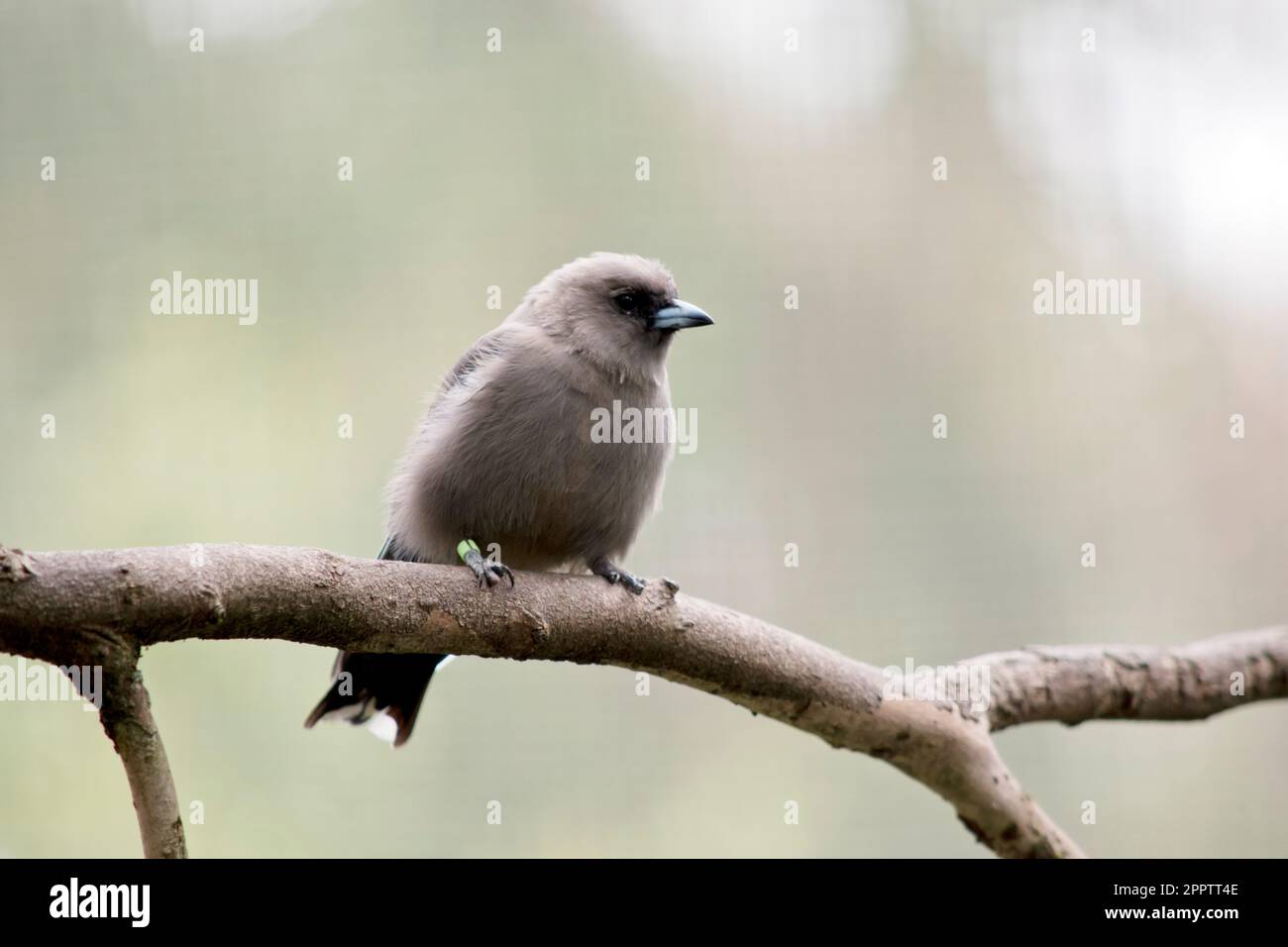 the woodswallow is a small fluffy grey bird Stock Photo - Alamy