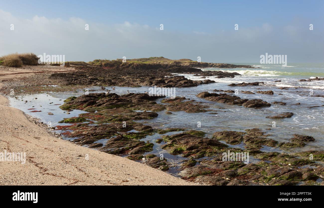 Migratory geese seek their food at the edge of the ocean Stock Photo ...