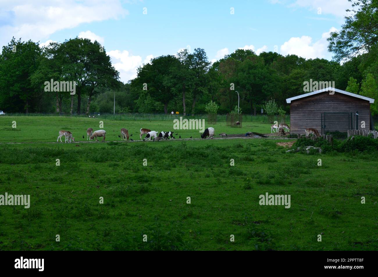 Different deer species hi-res stock photography and images - Alamy