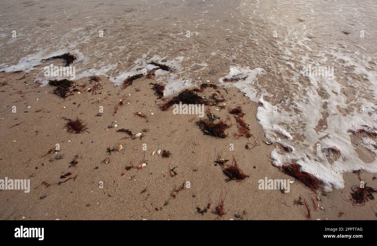 Natural scene at the beach in the sun Stock Photo - Alamy