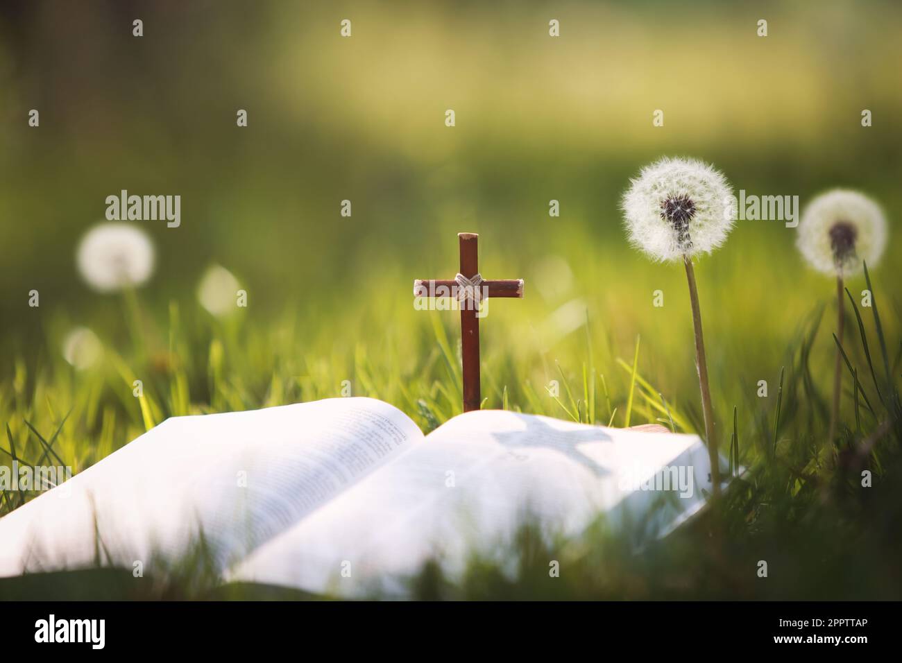 Dandelion flower and dandelion spore in a meadow on a fresh spring day ...