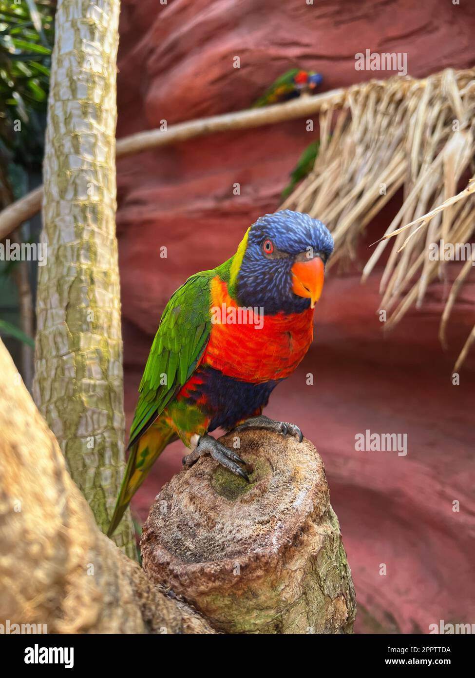 Beautiful rainbow lorikeet parrot on tropical plant outdoors Stock ...