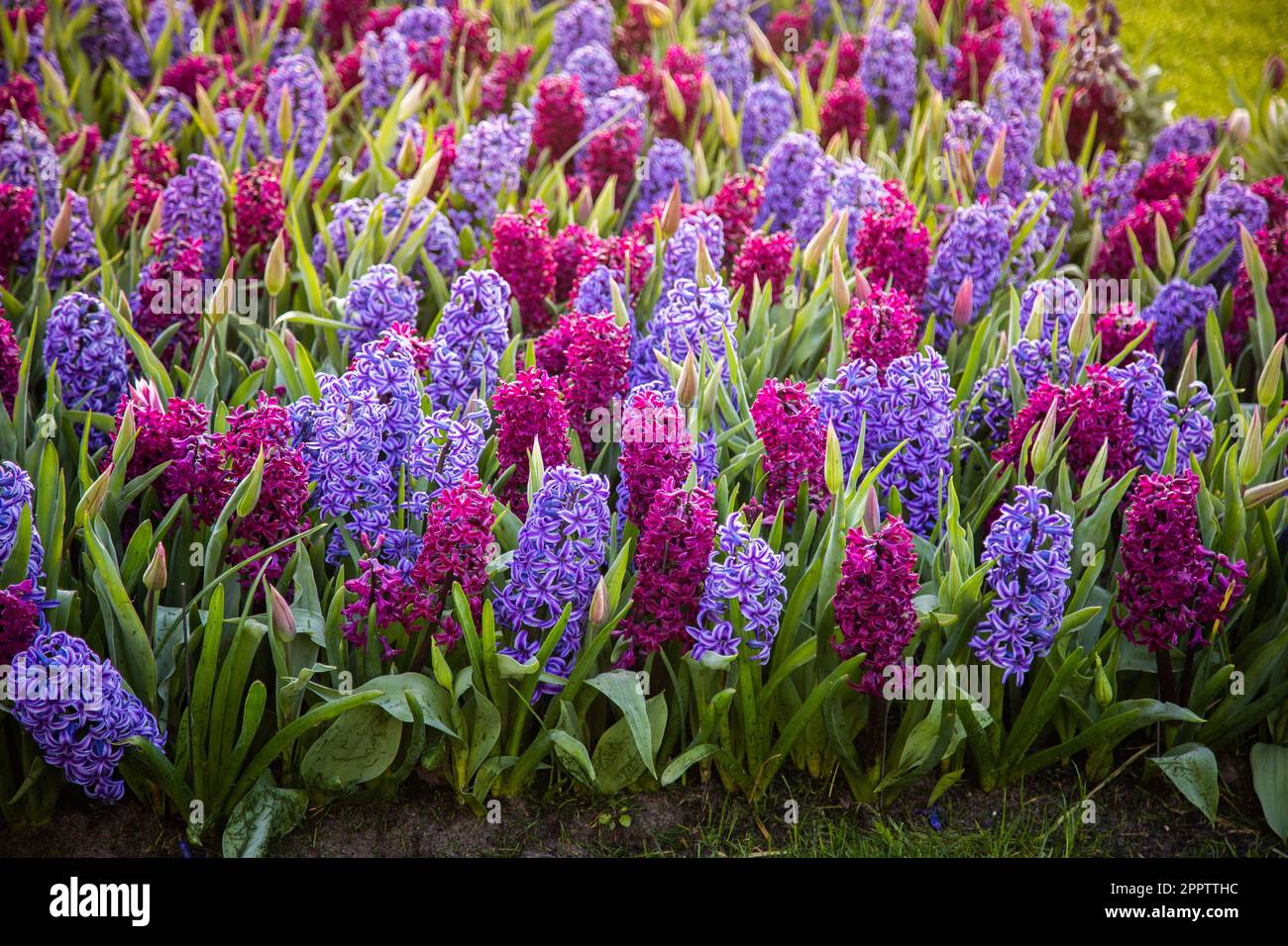 The beautiful hyacinth flowers in the park Stock Photo - Alamy