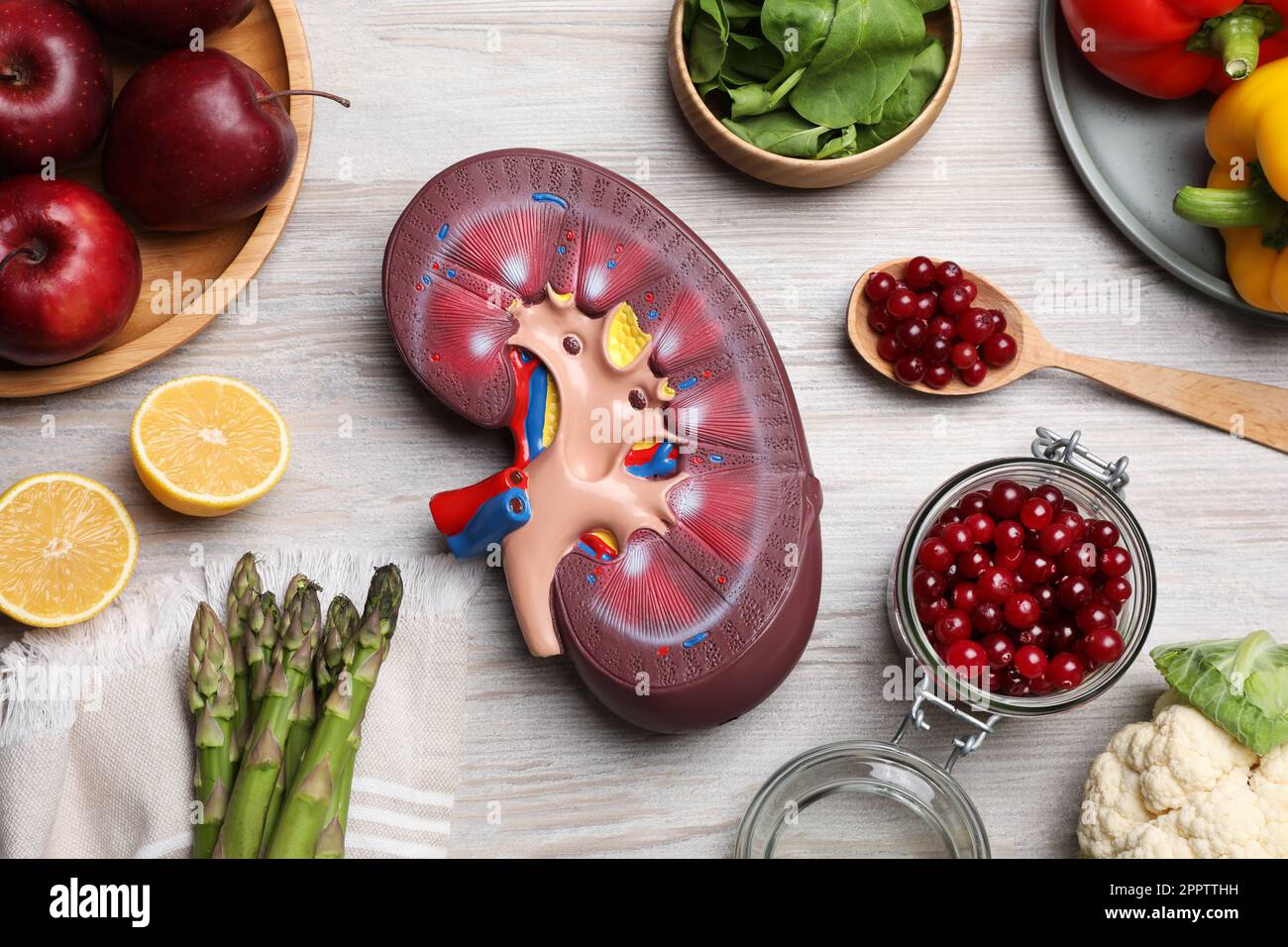 Flat lay composition with kidney model and different products on white ...