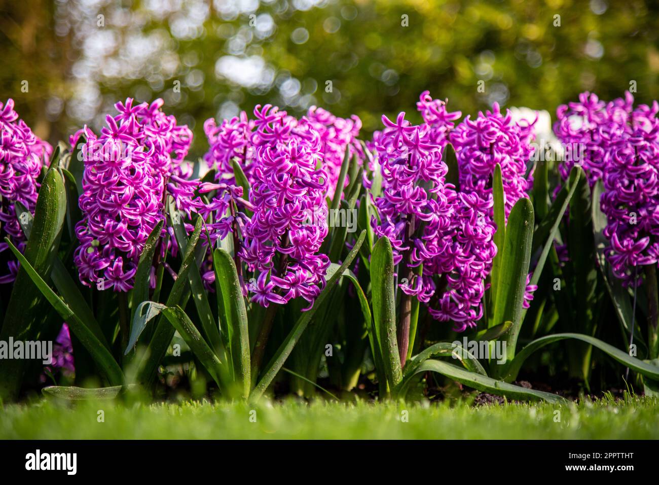The beautiful hyacinth flowers in the park Stock Photo - Alamy