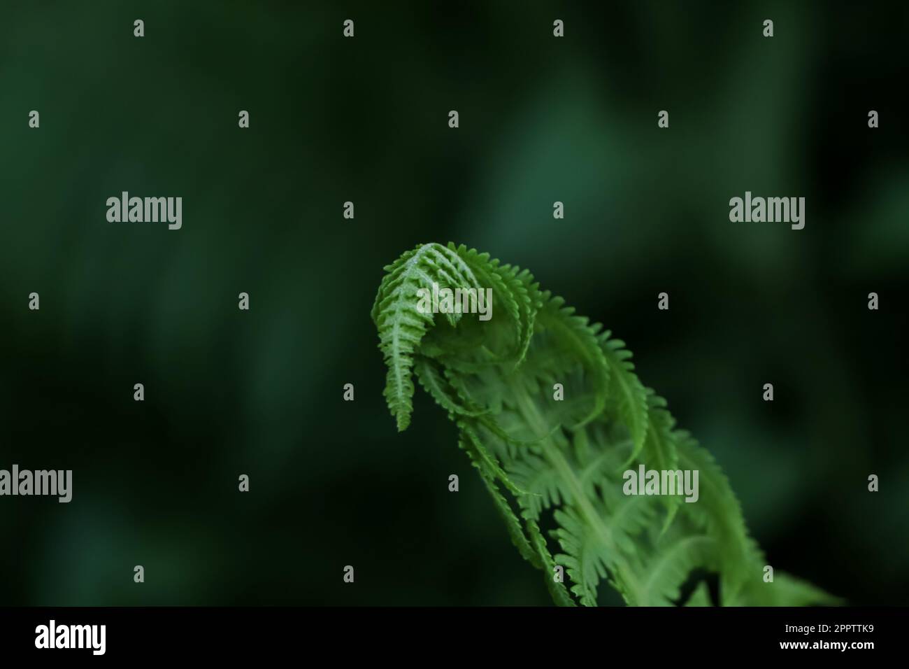 Beautiful unfolding fern leaf on blurred background, closeup view Stock ...