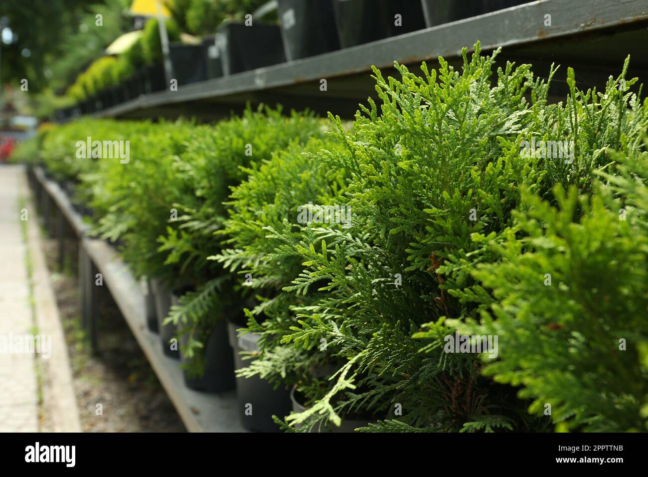Many beautiful potted evergreen thuja trees on rack outdoors Stock ...