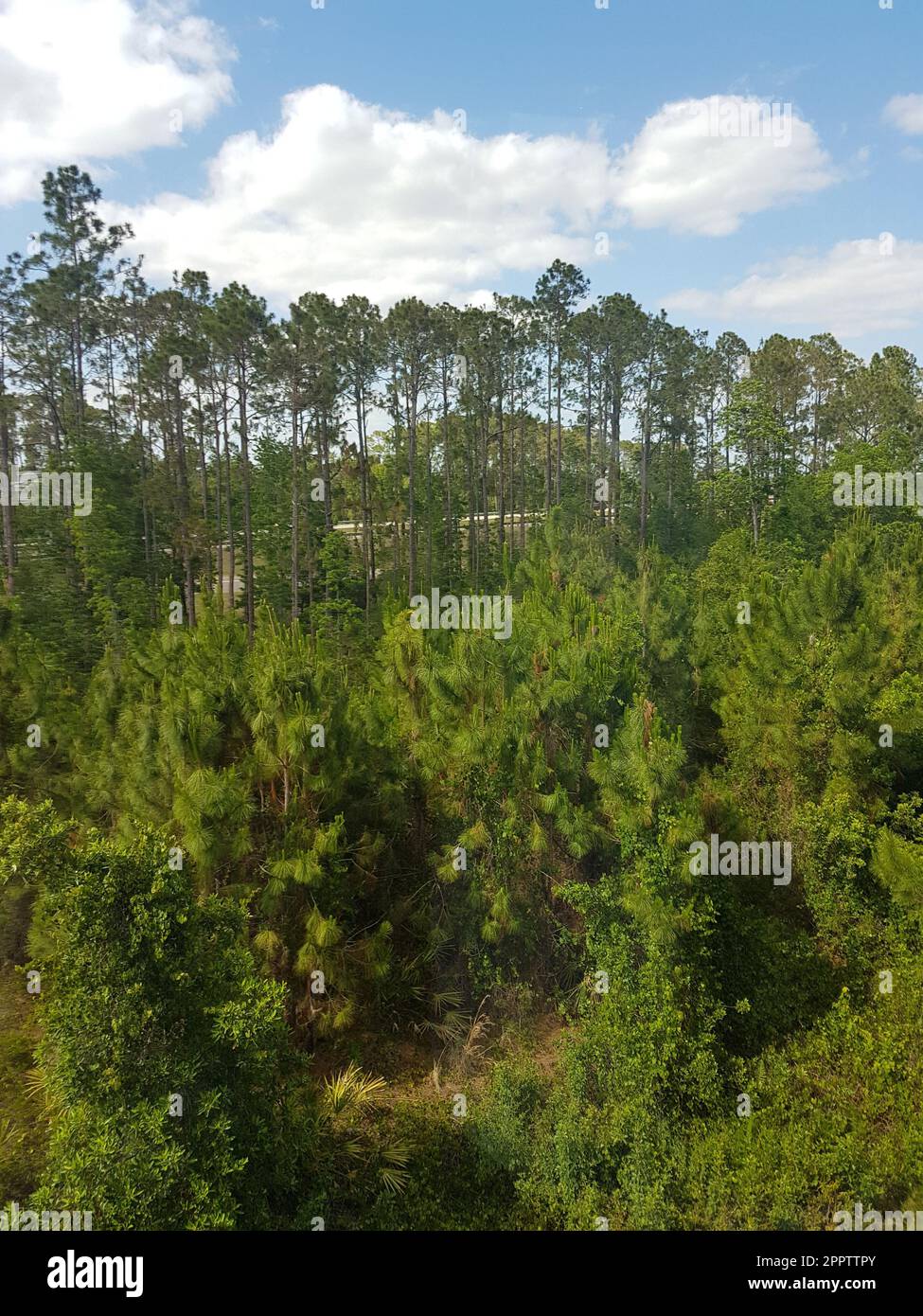 Slender trees set hi-res stock photography and images - Alamy