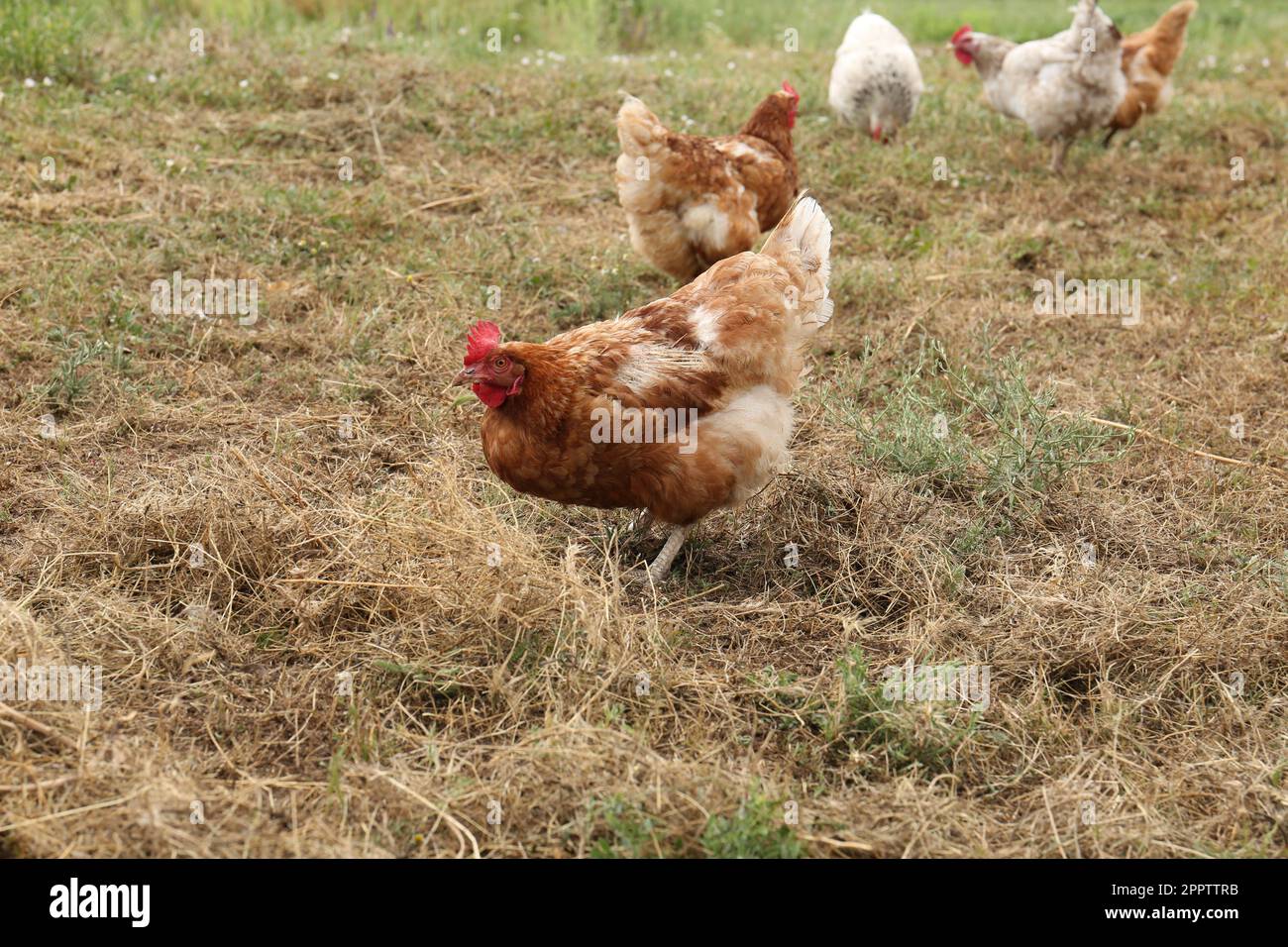 Beautiful chickens hi-res stock photography and images - Alamy