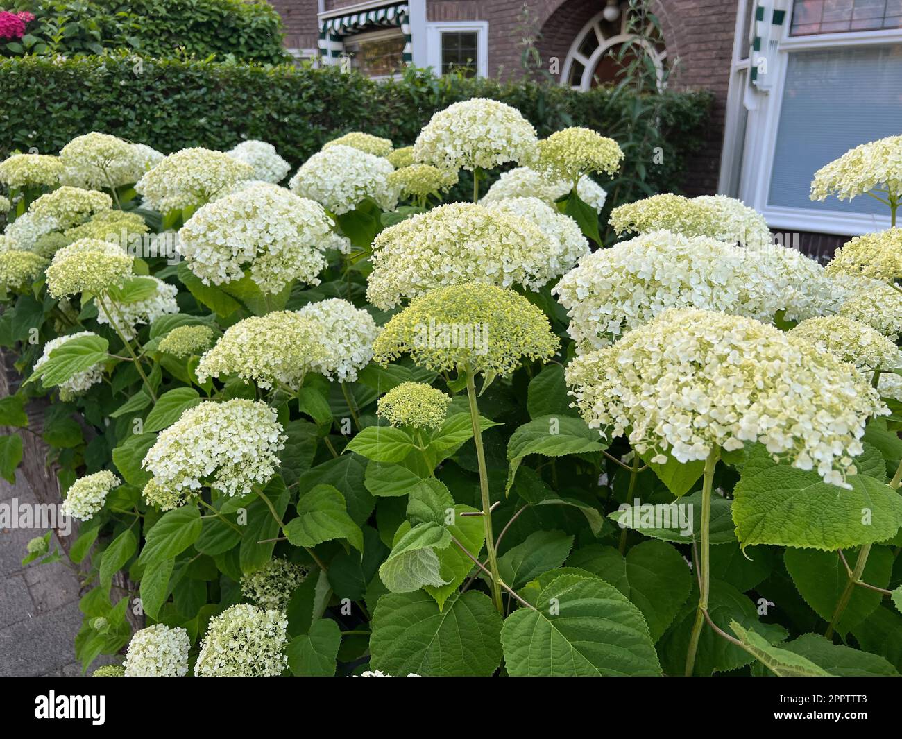 Hortensia plant with beautiful flowers growing outdoors Stock Photo - Alamy