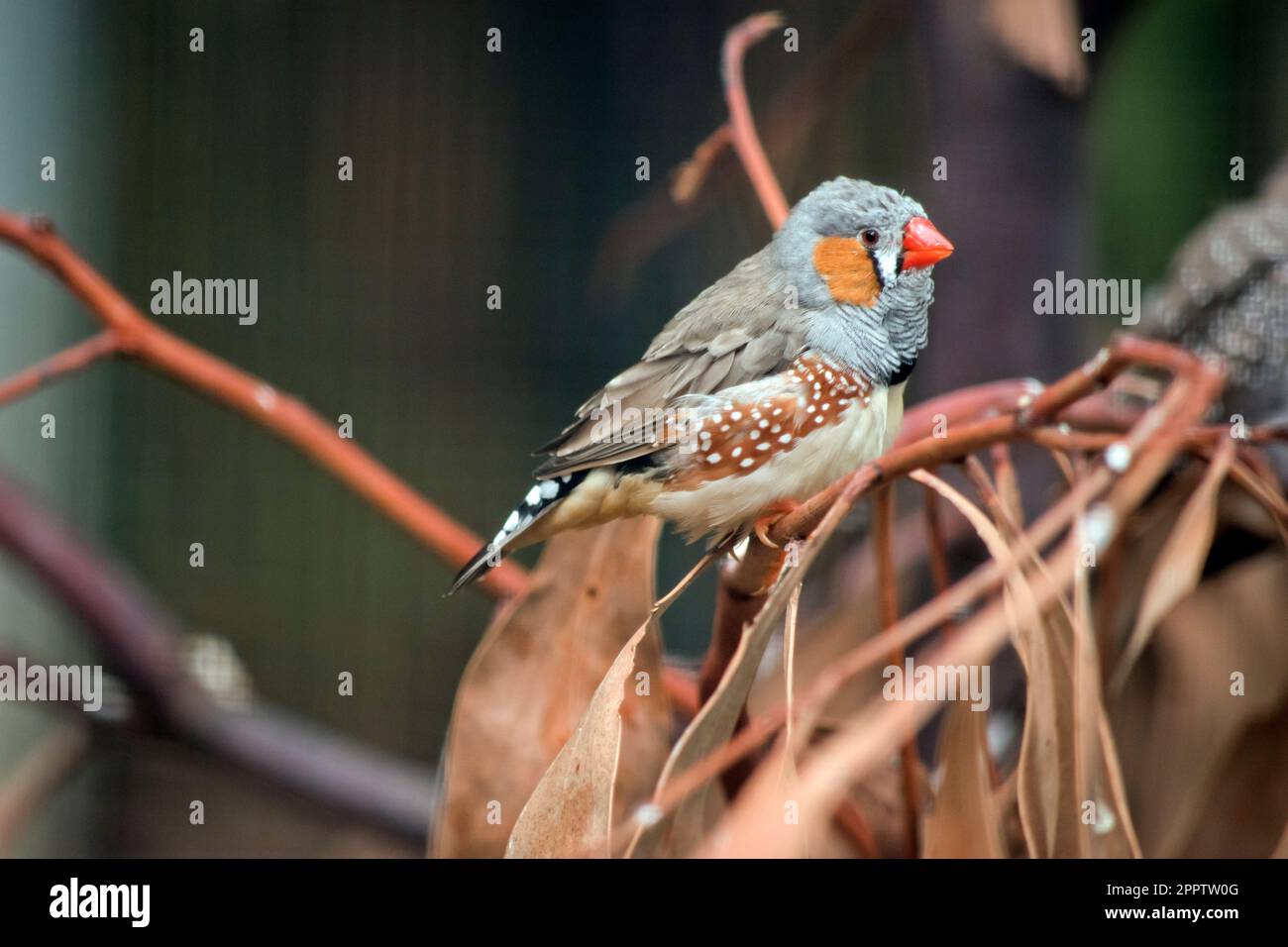 the male zebra finch has a grey body with a white under belly with a ...