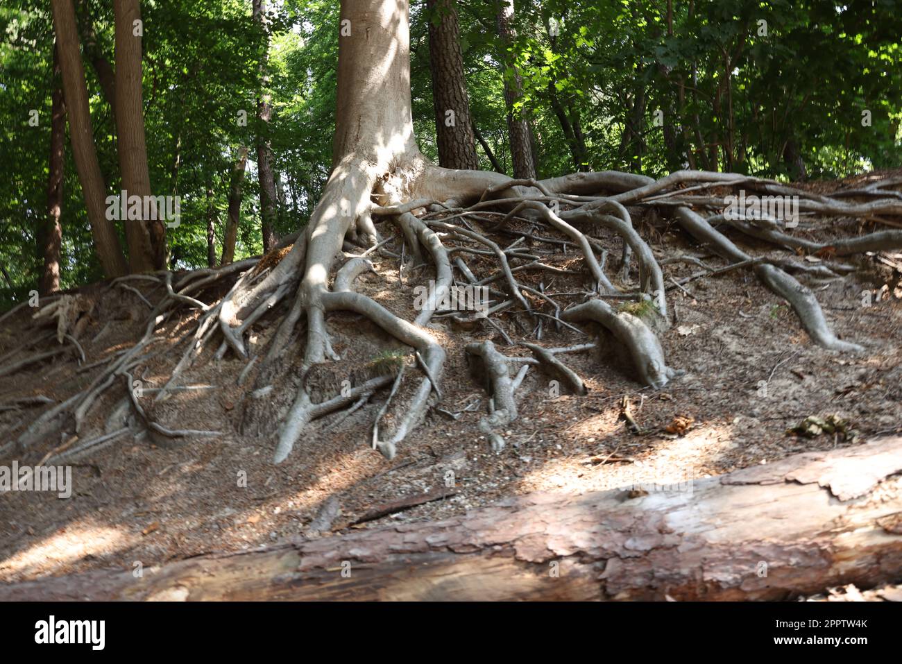 Tree roots visible through ground in forest Stock Photo - Alamy