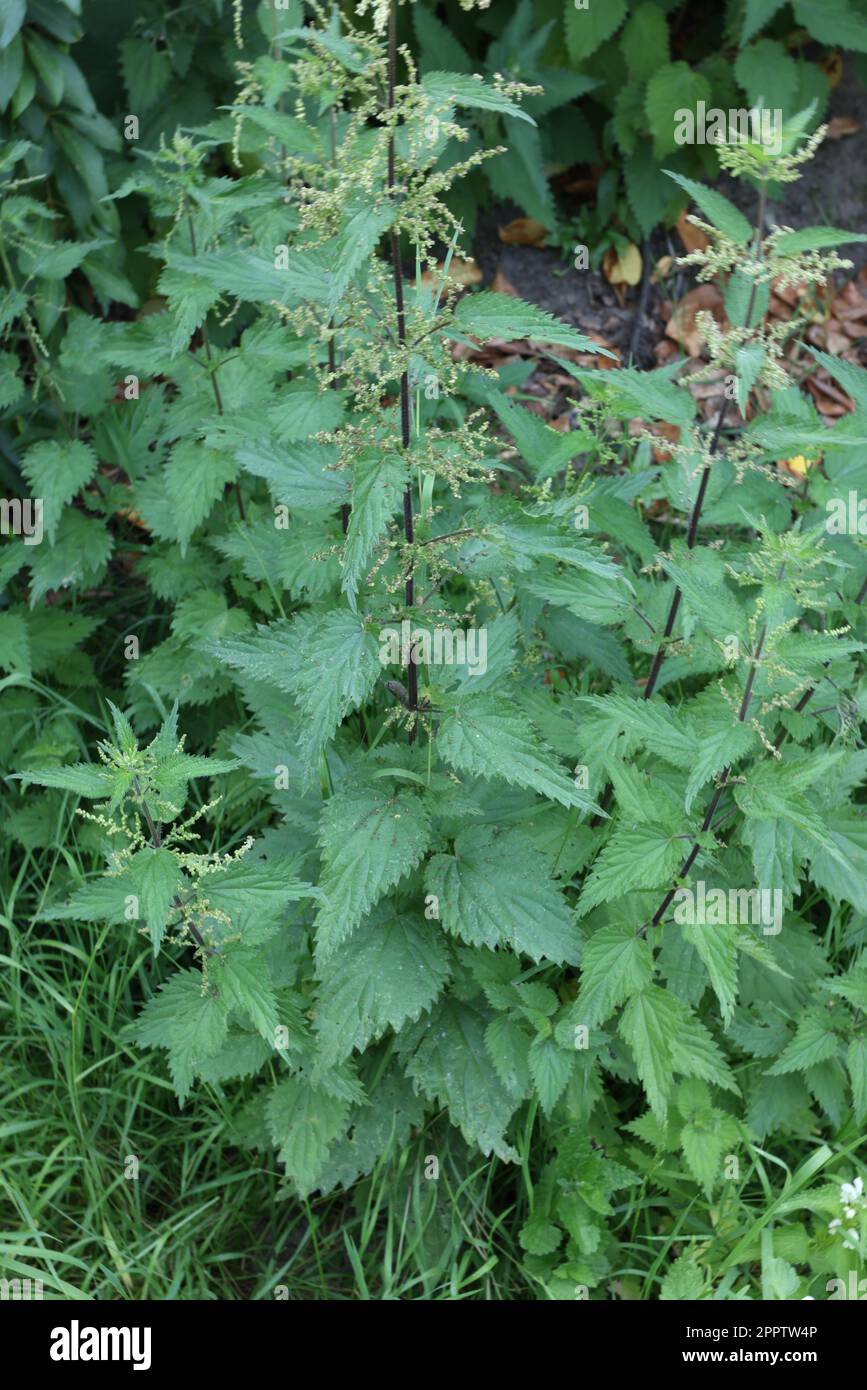 Stinging nettle plant with green leaves growing outdoors Stock Photo ...