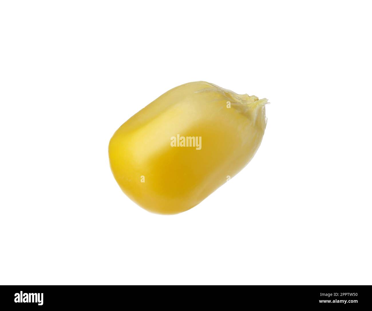 Small fresh corn kernel on white background Stock Photo - Alamy