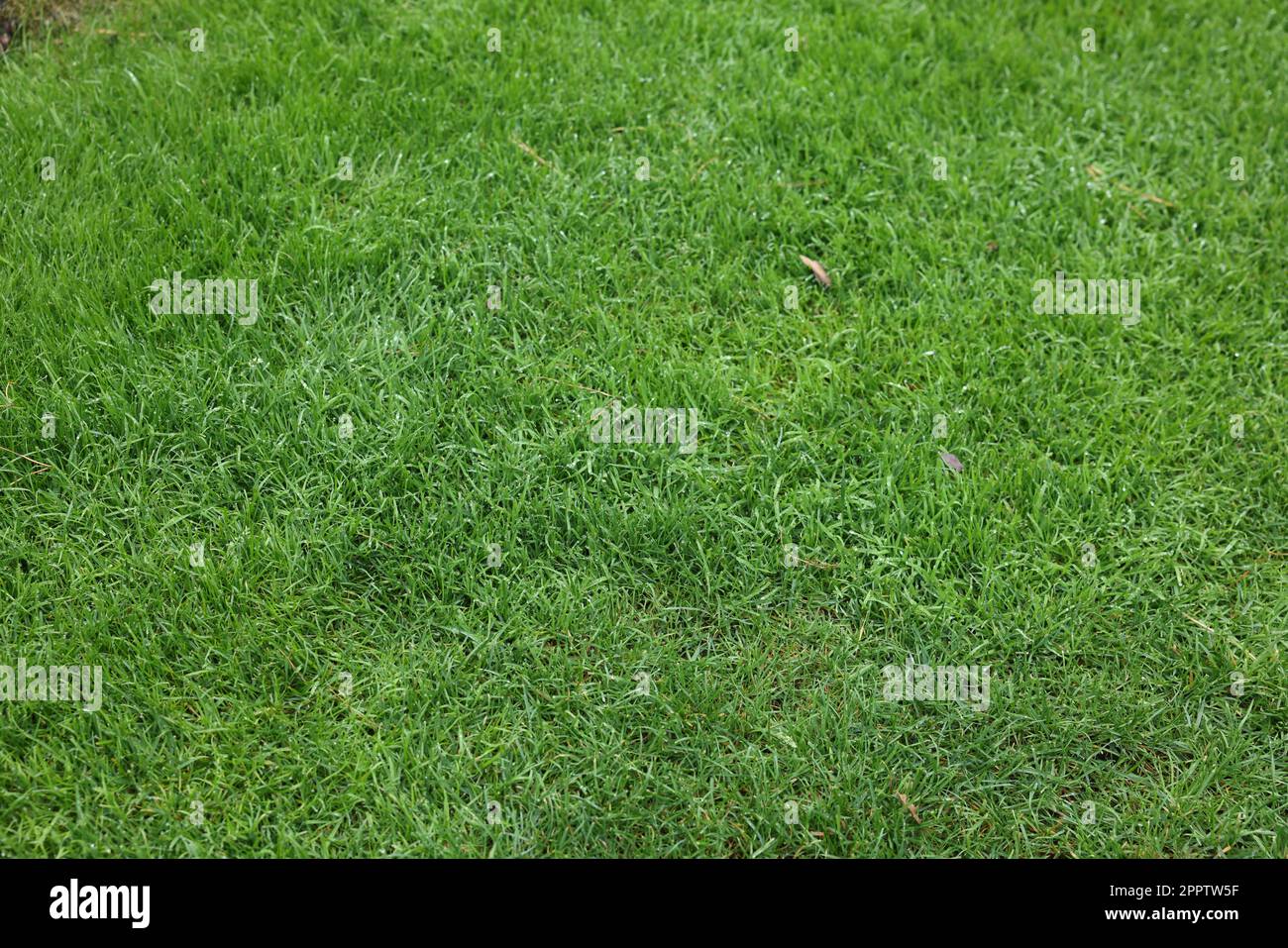 Beautiful freshly cut green lawn as background Stock Photo - Alamy