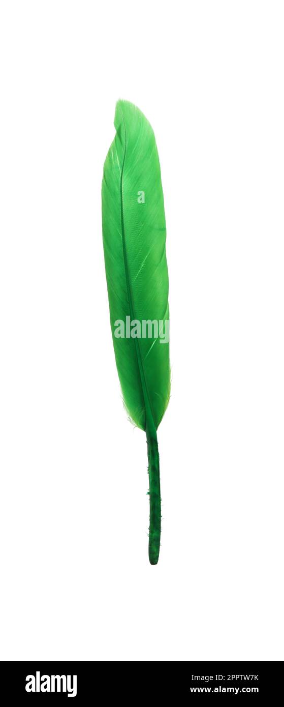 Fluffy beautiful green feather isolated on white Stock Photo - Alamy
