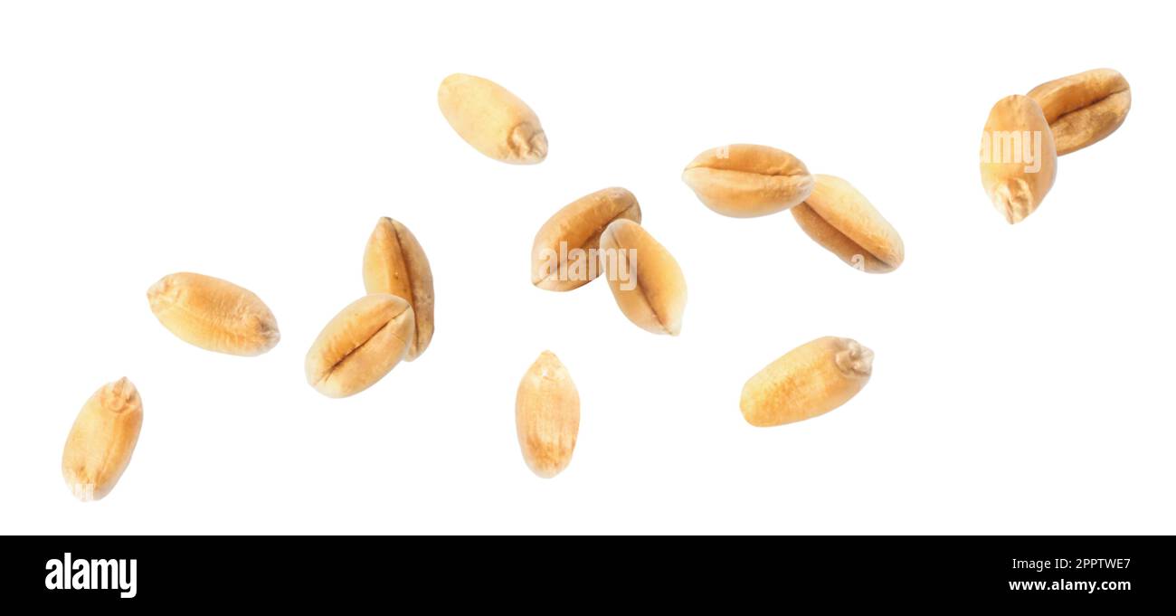 Wheat grains flying on white background. Banner design Stock Photo - Alamy