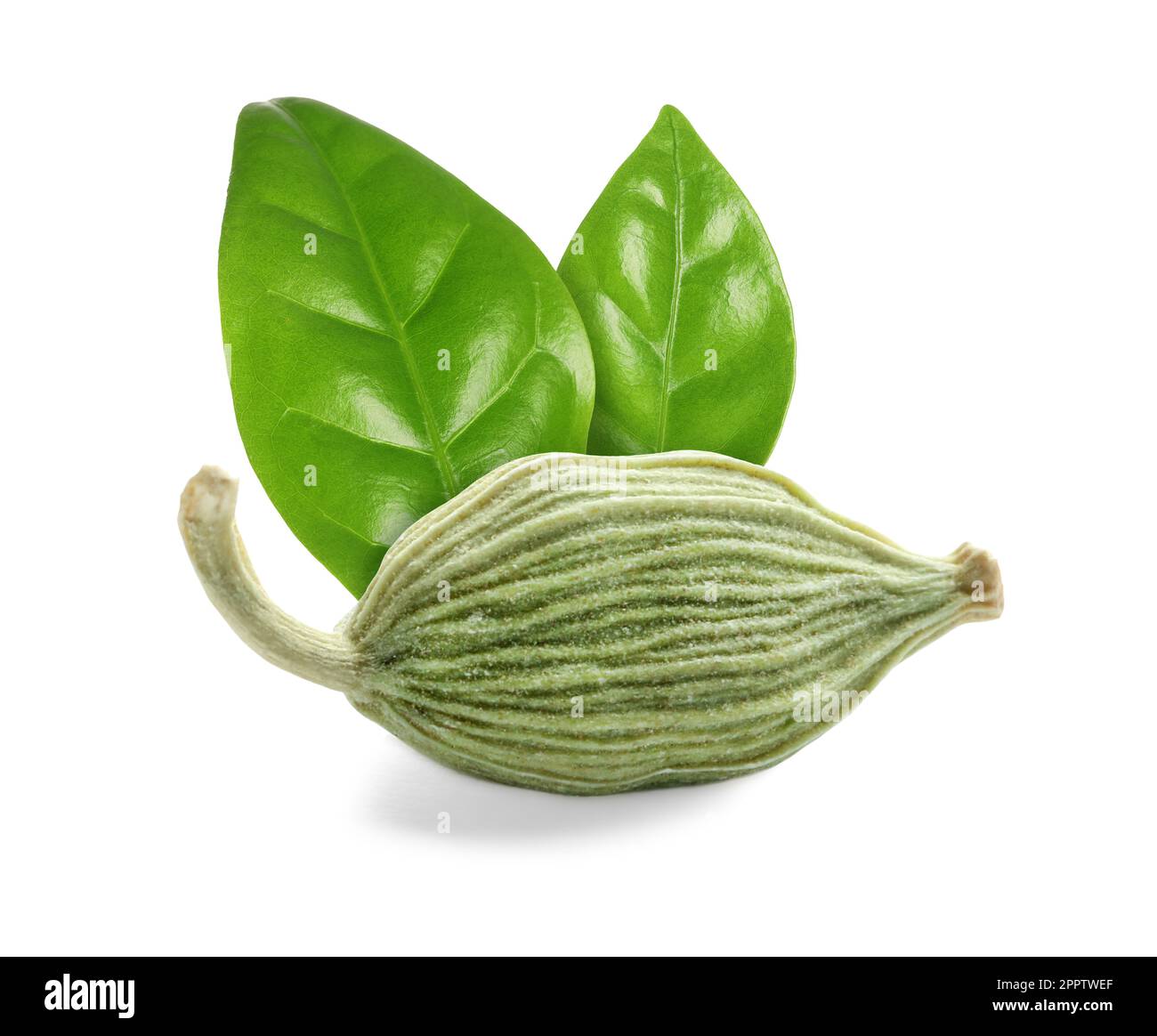 Dry cardamom pod and green leaves on white background Stock Photo - Alamy