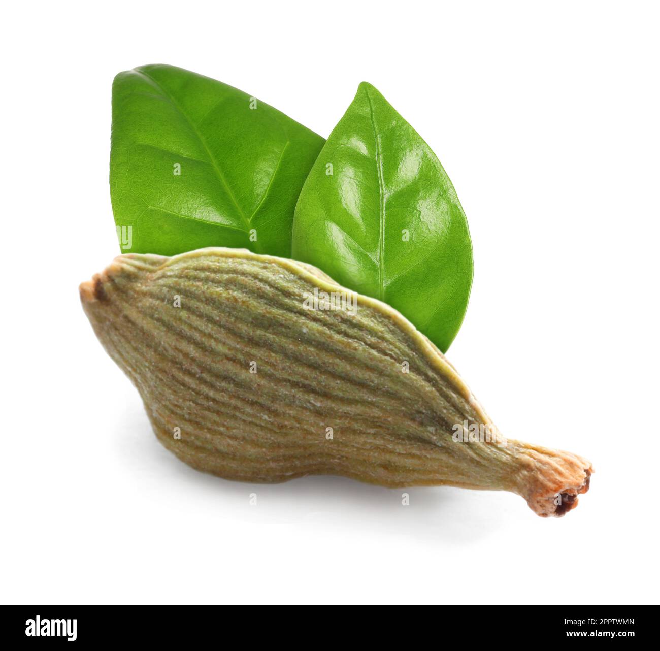 Dry cardamom pod and green leaves on white background Stock Photo - Alamy