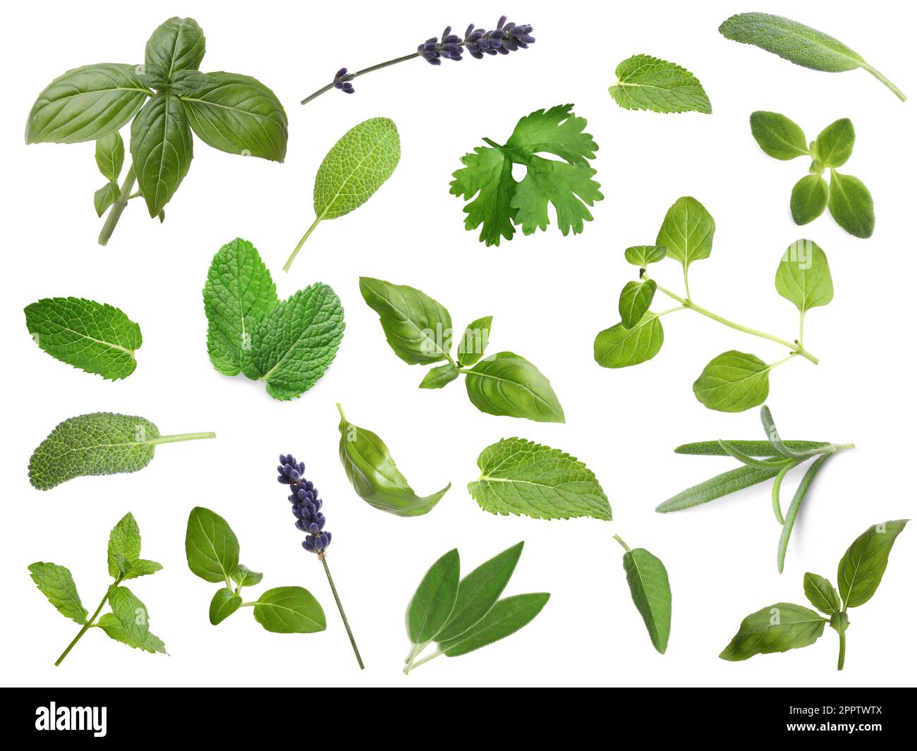 Collection of different aromatic herbs on white background Stock Photo ...