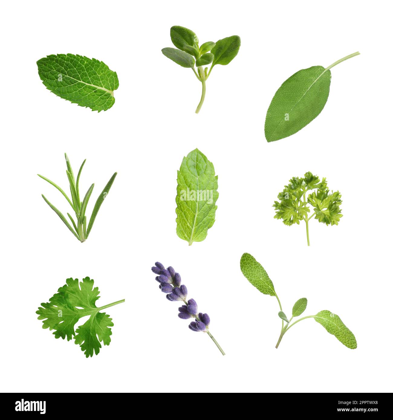 Collection of different aromatic herbs on white background Stock Photo ...